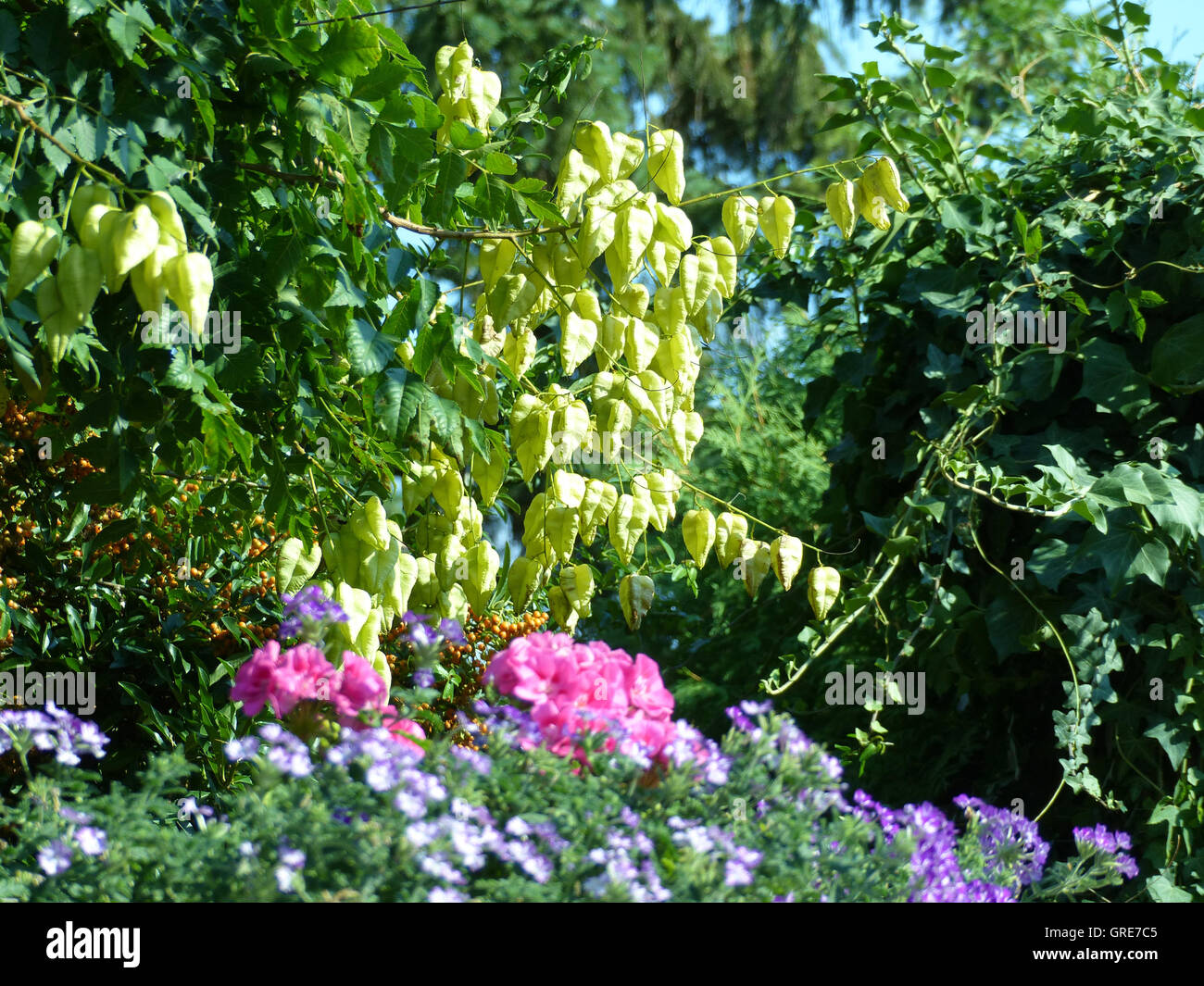 Bubble Ash Tree, Paniculate Bubble Tree, Koelreuteria Paniculata Stock ...