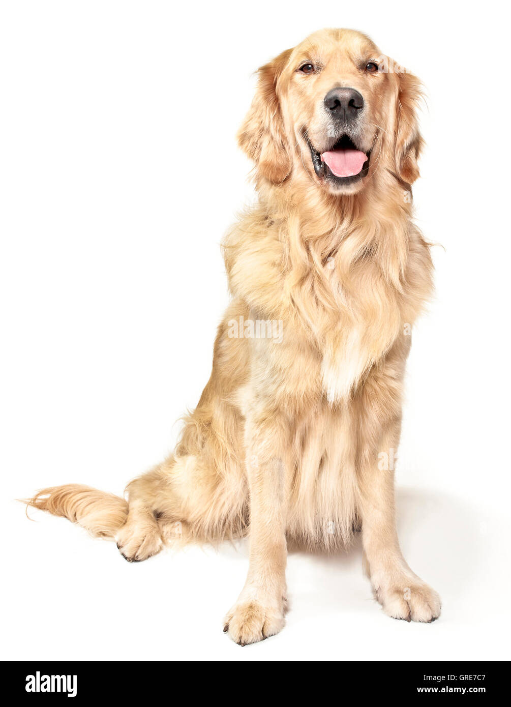 Golden retriver Cut Out Stock Images & Pictures - Alamy