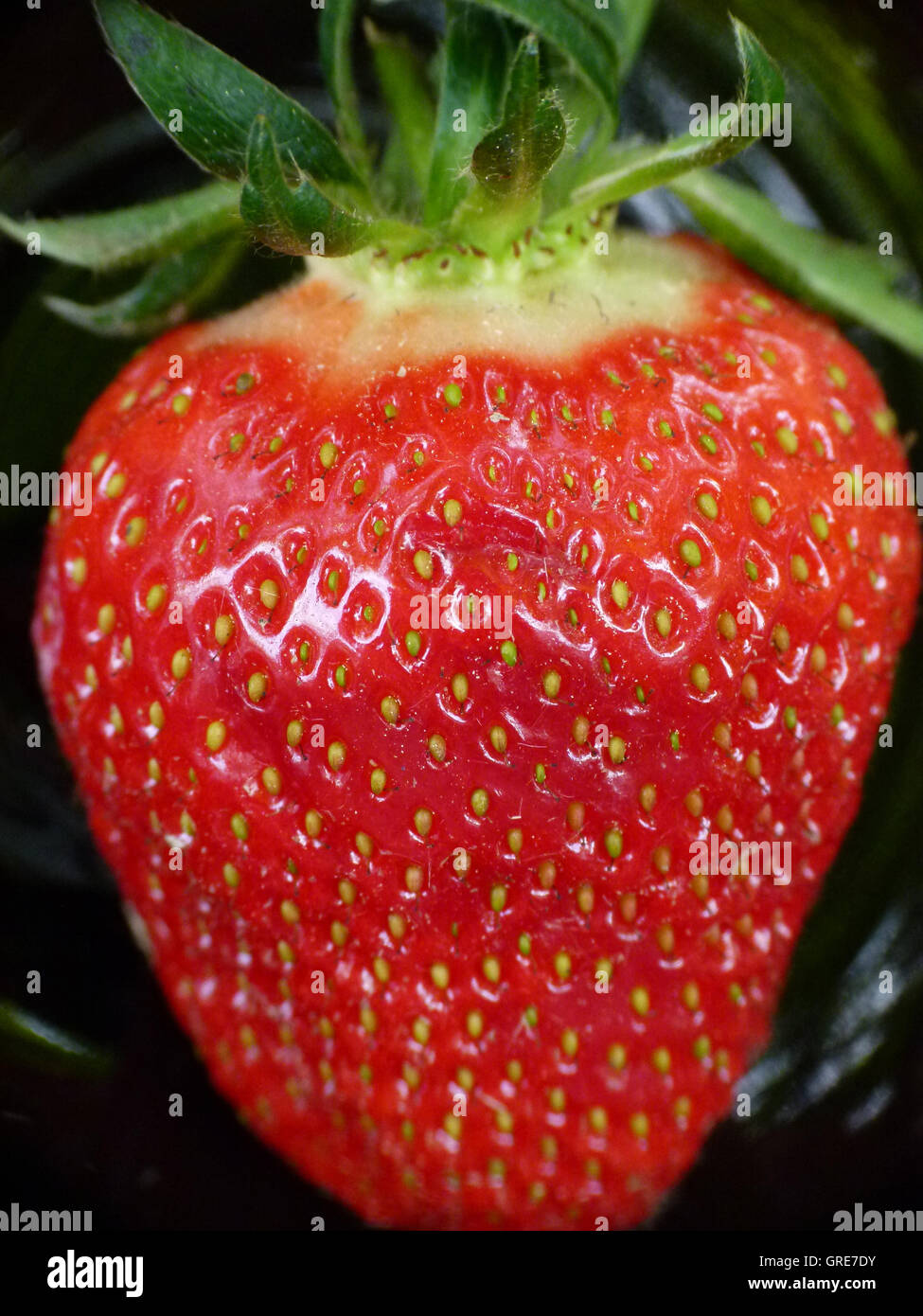 Strawberry With Black Background Stock Photo - Alamy