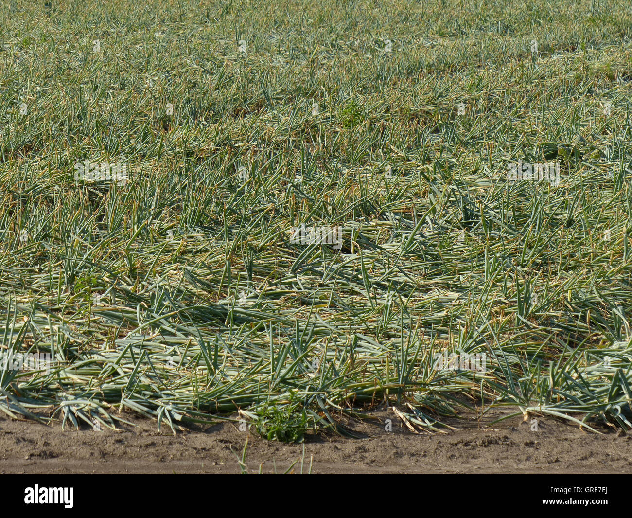 Onions On A Field Stock Photo - Alamy