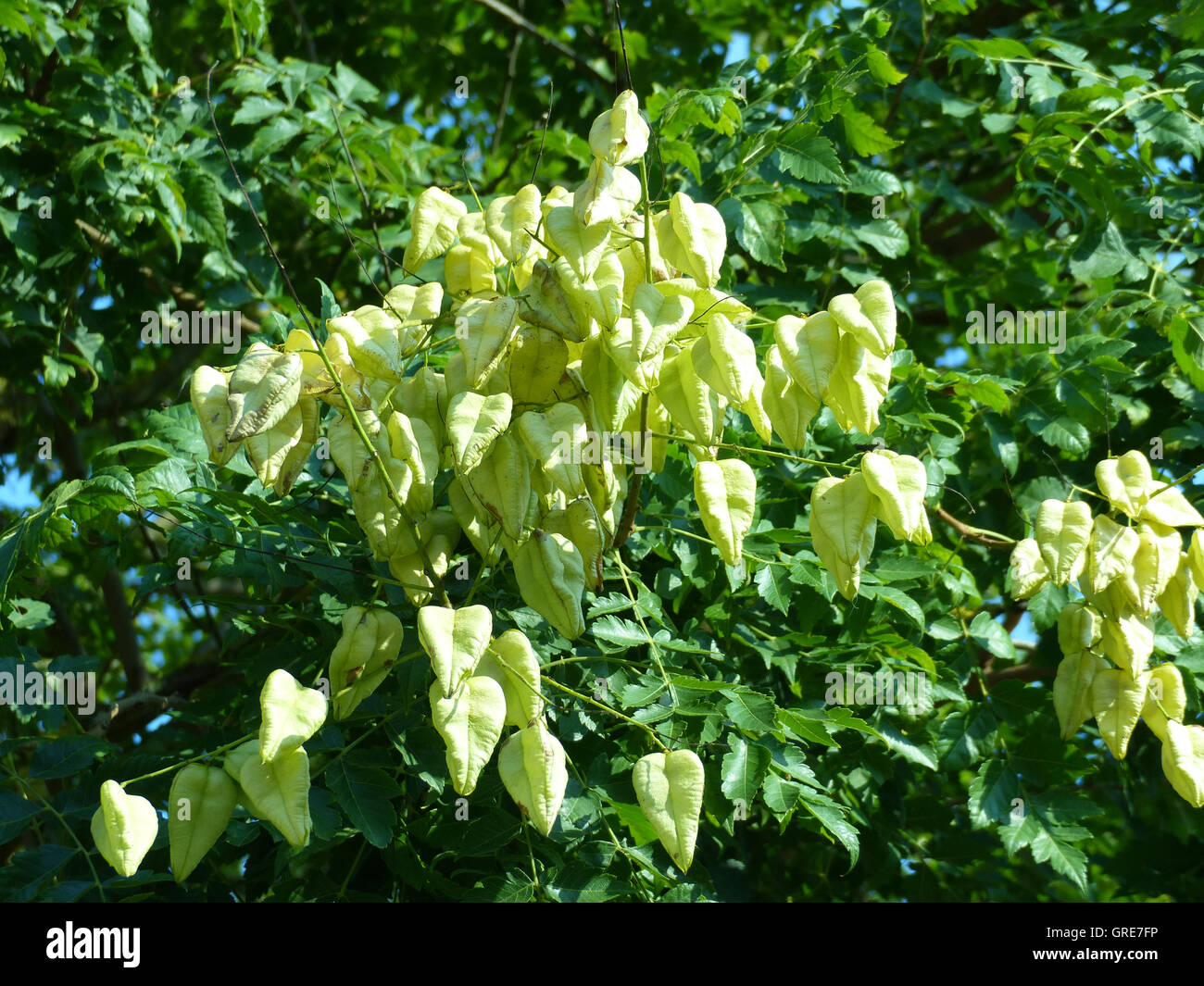 Bubble Ash Tree, Paniculate Bubble Tree, Koelreuteria Paniculata Stock ...