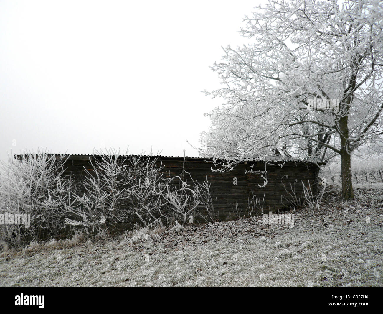 Abrasive plants hi-res stock photography and images - Alamy