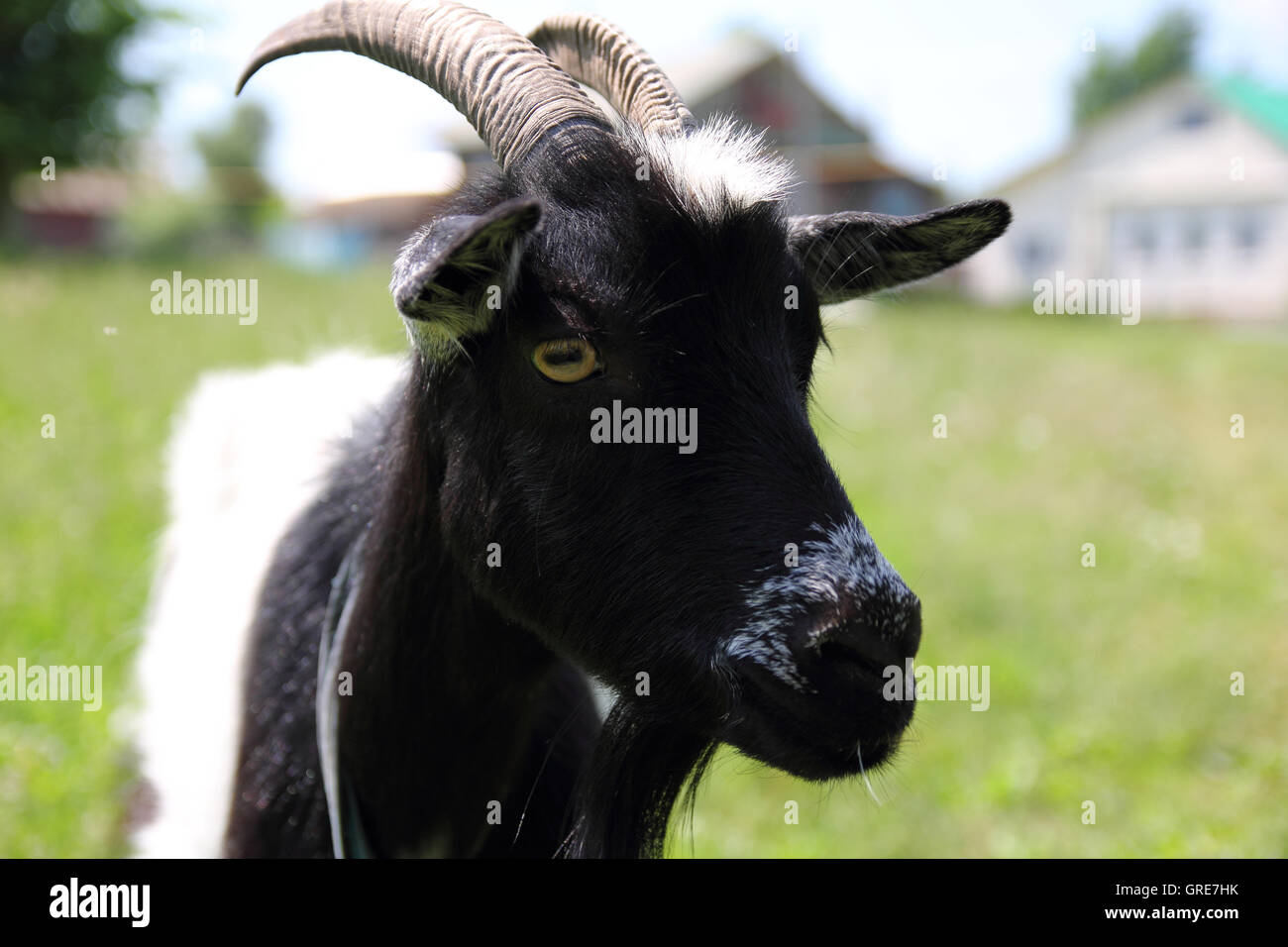 Black Goat Beard High Resolution Stock Photography and Images - Alamy