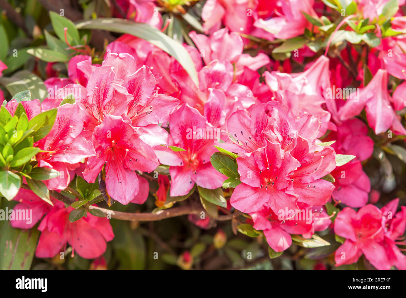 Red Rhododendrons flower Stock Photo - Alamy