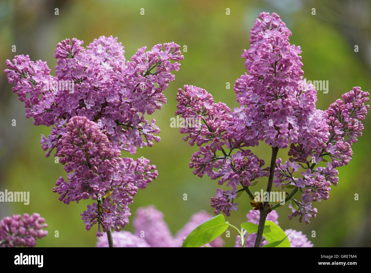 Rosy bush hi-res stock photography and images - Alamy