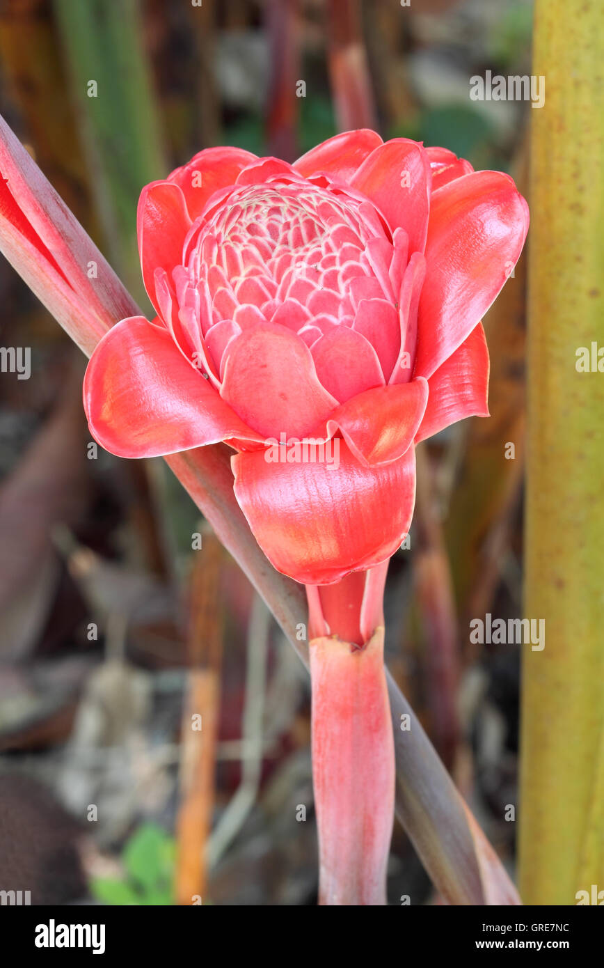 Torch ginger phaeomeria magnifica hi-res stock photography and images ...