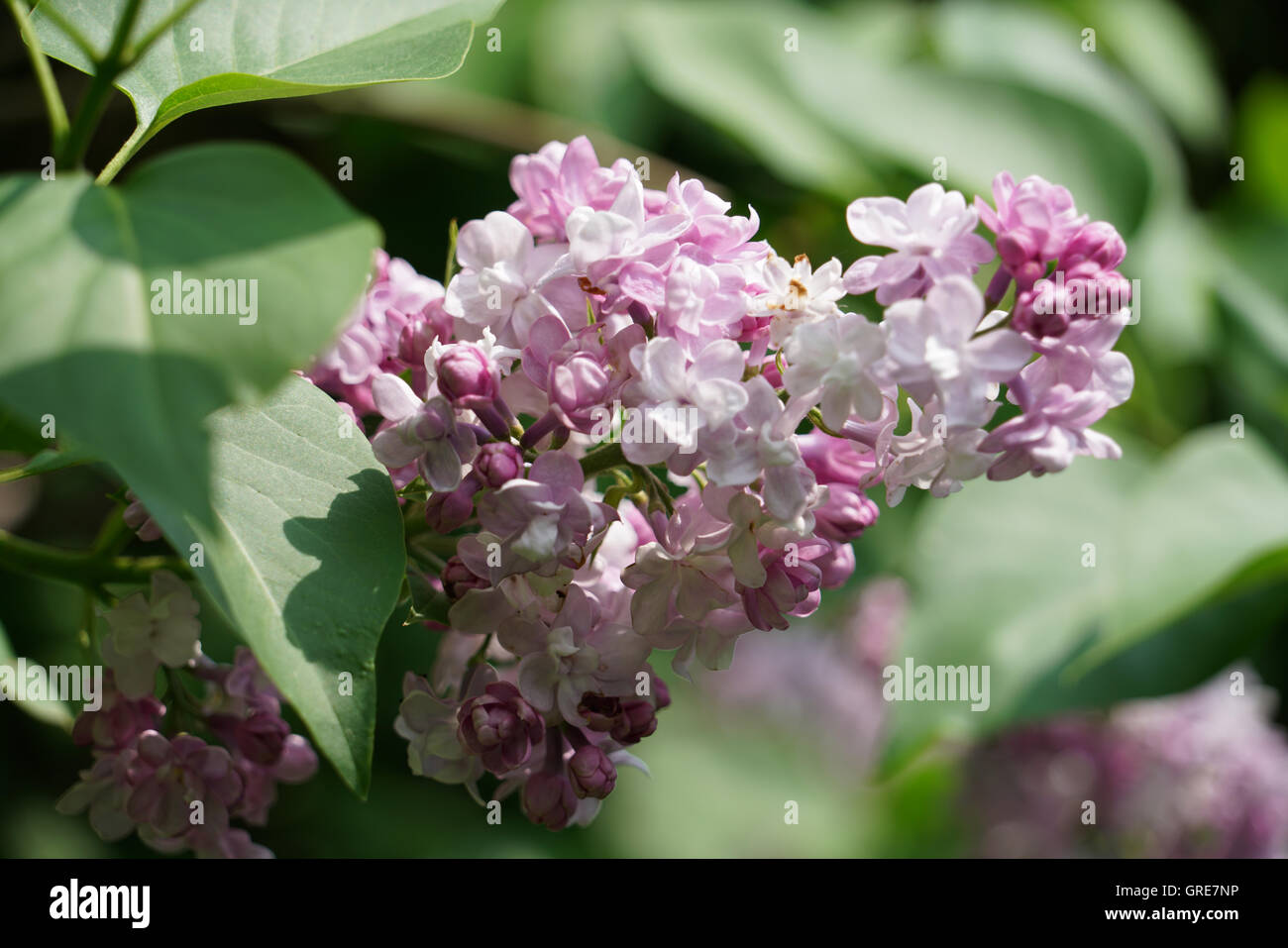 Rosy plant hi-res stock photography and images - Alamy