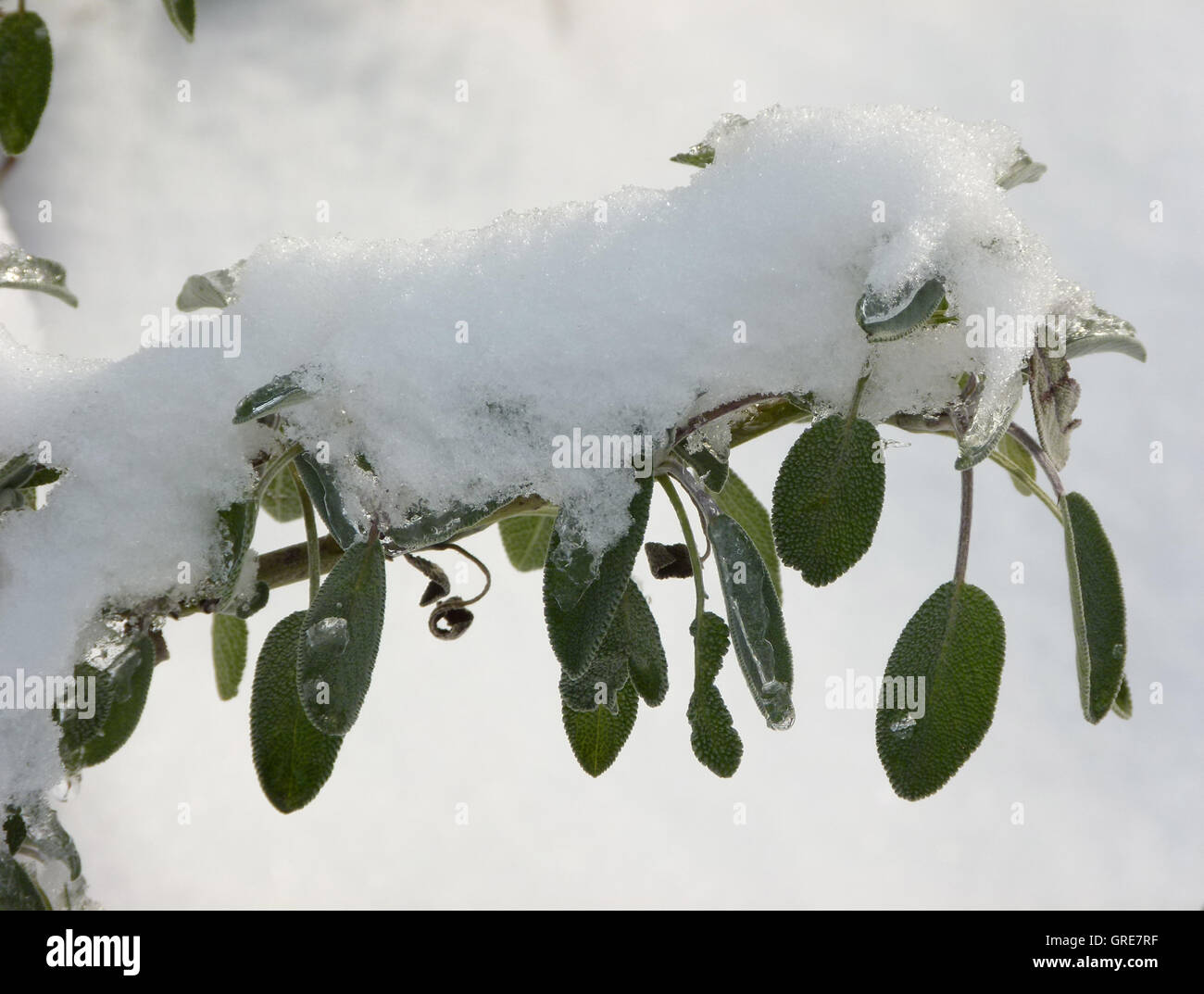 Sage herb cover hi-res stock photography and images - Alamy