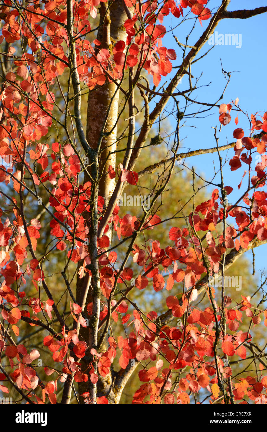 Aspen Tree With Red Autumn Leaves Stock Photo - Alamy