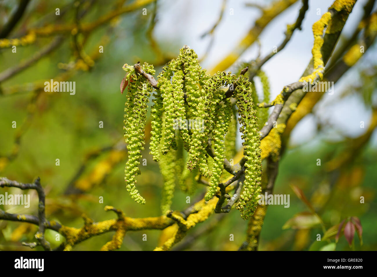 Flowering branches walnut in hi-res stock photography and images - Alamy