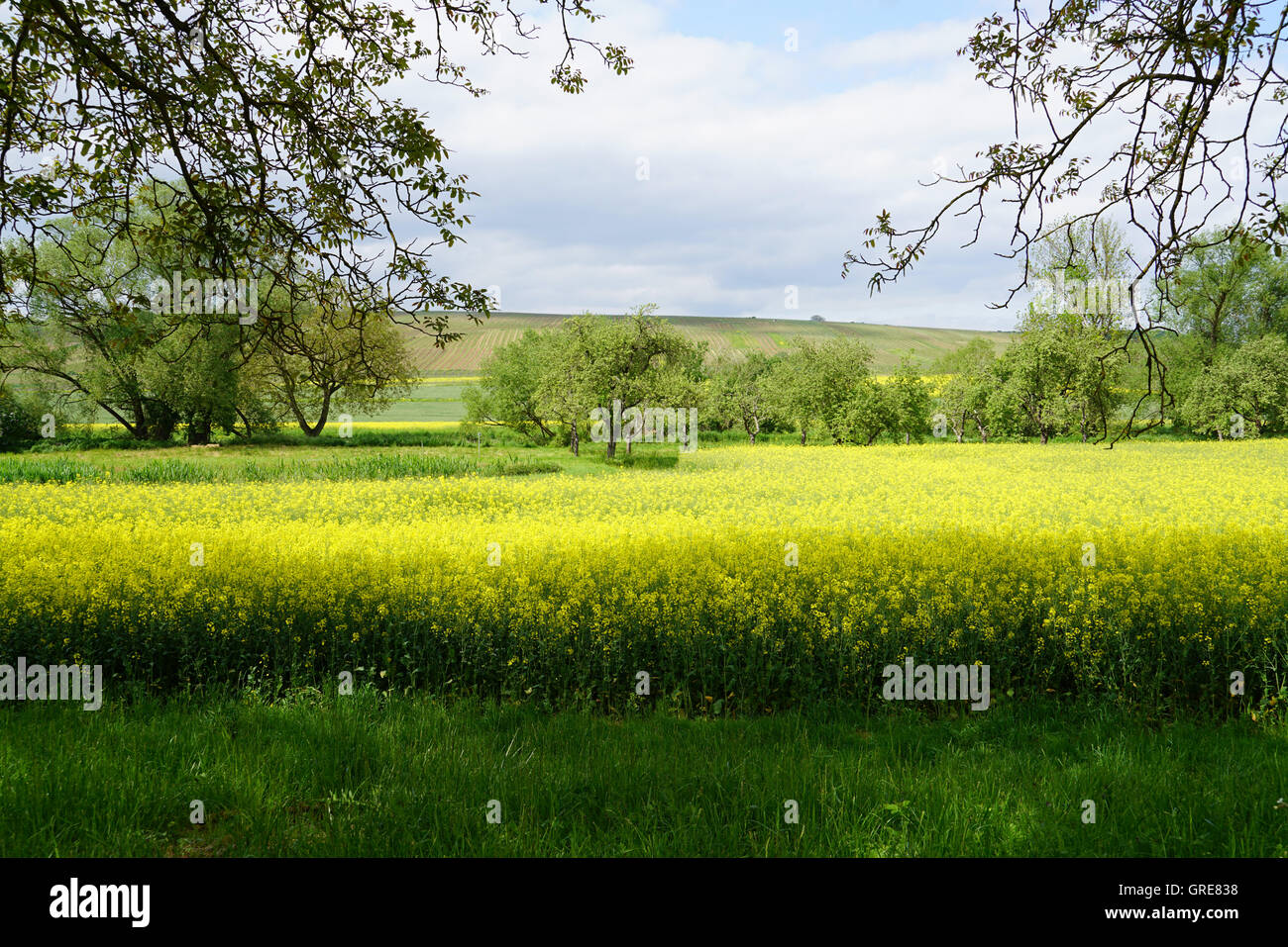 Landscape With Yellow Blooming Rape Field Stock Photo - Alamy