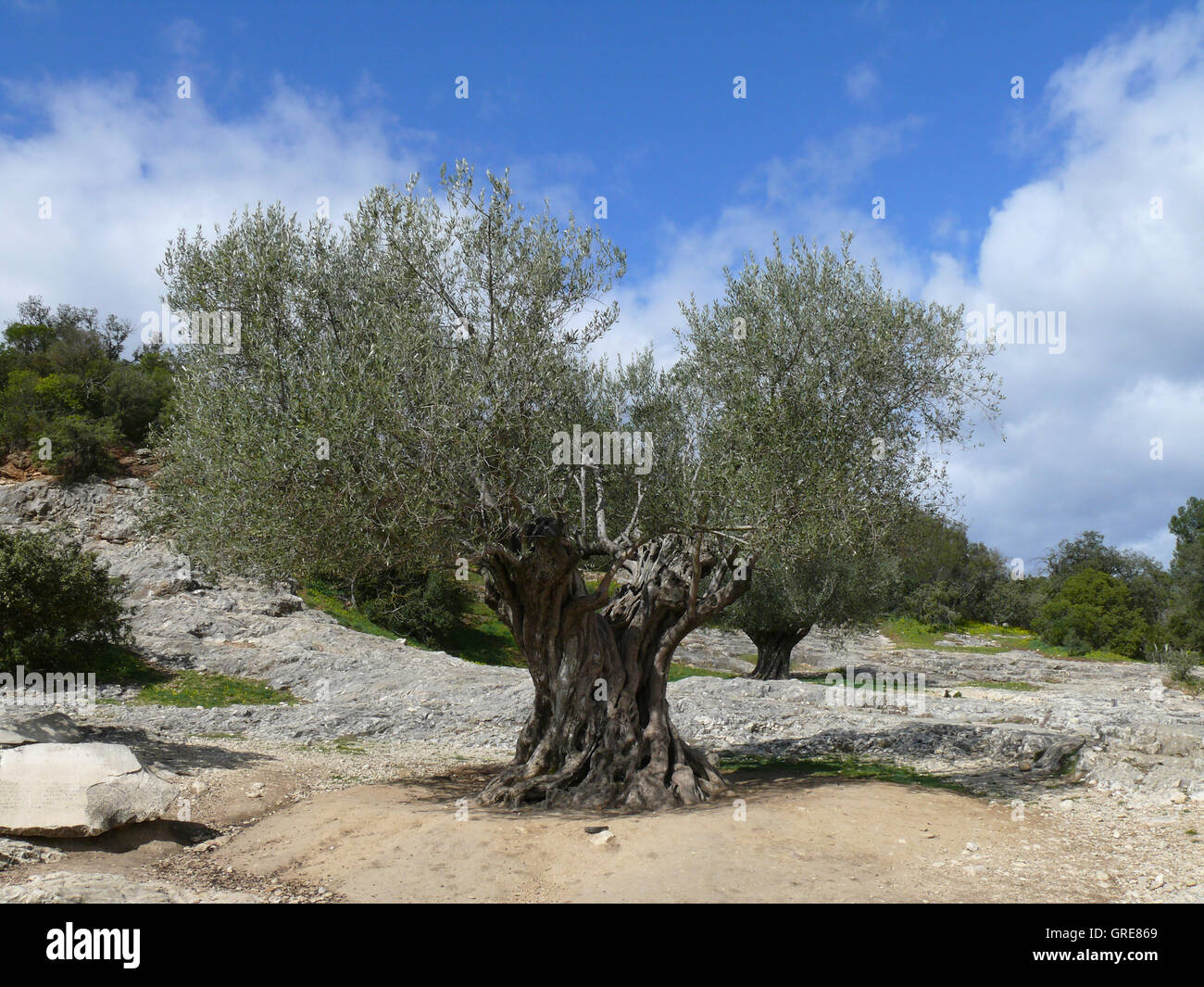 Old Olive Tree Stock Photo - Alamy