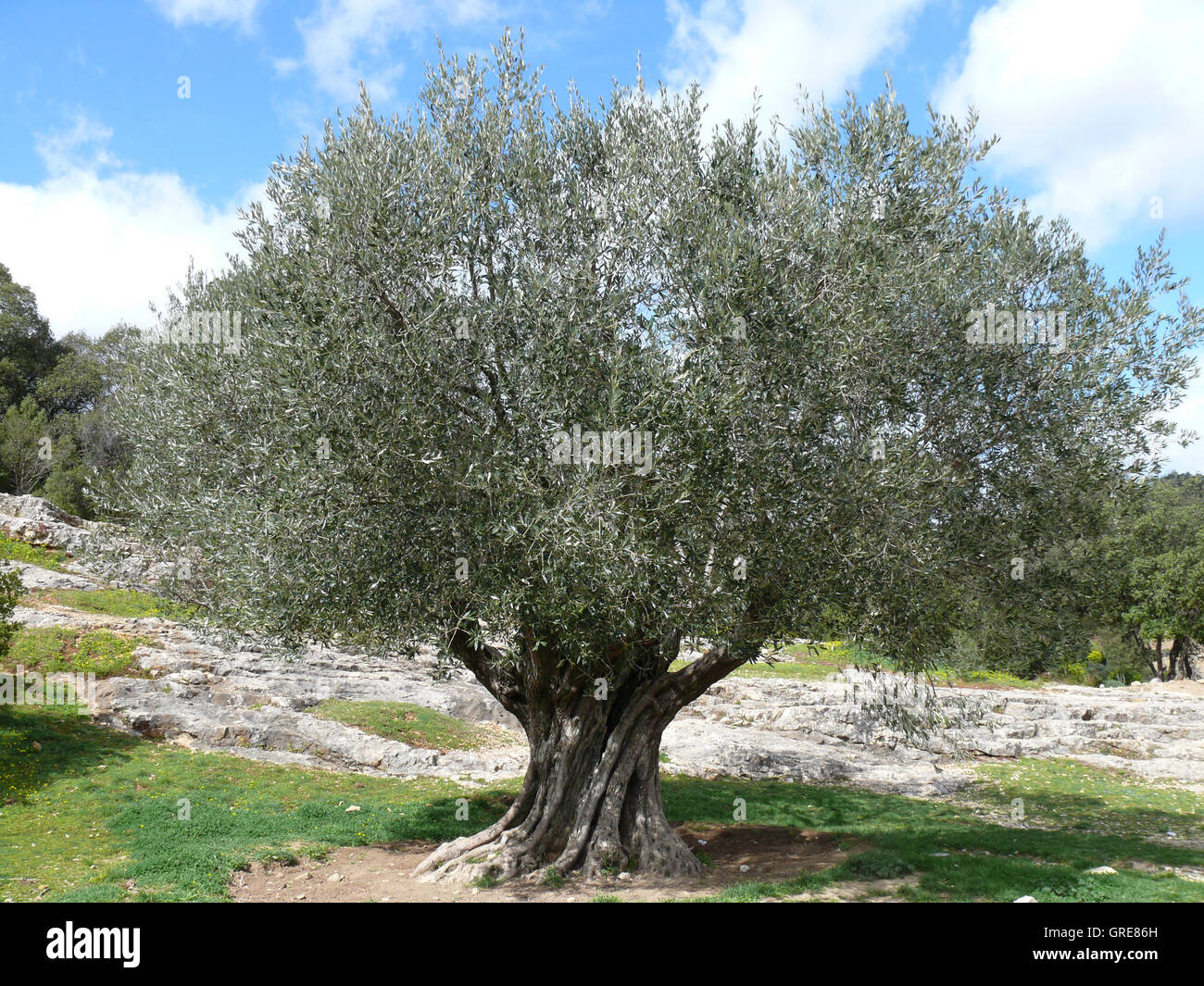 Old Olive Tree Stock Photo - Alamy