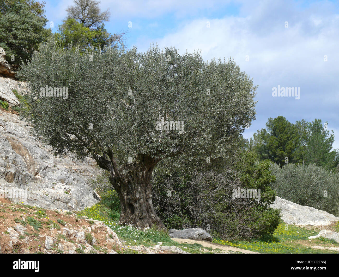 Gnarled old olive tree hi-res stock photography and images - Alamy