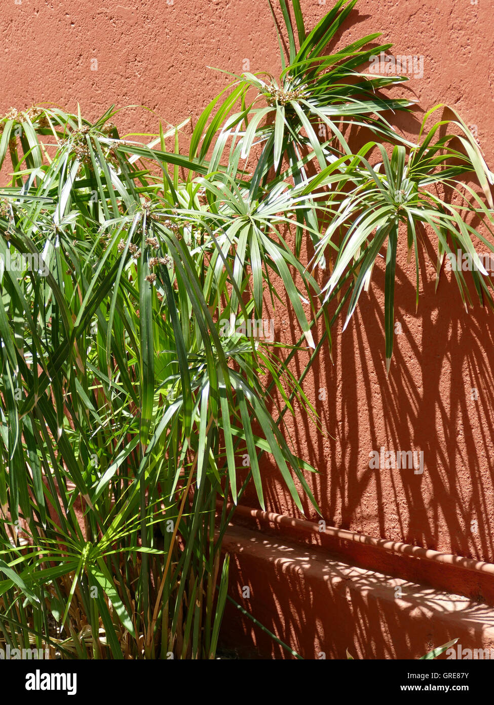 Tall Flatsedge, Cyperus Stock Photo - Alamy