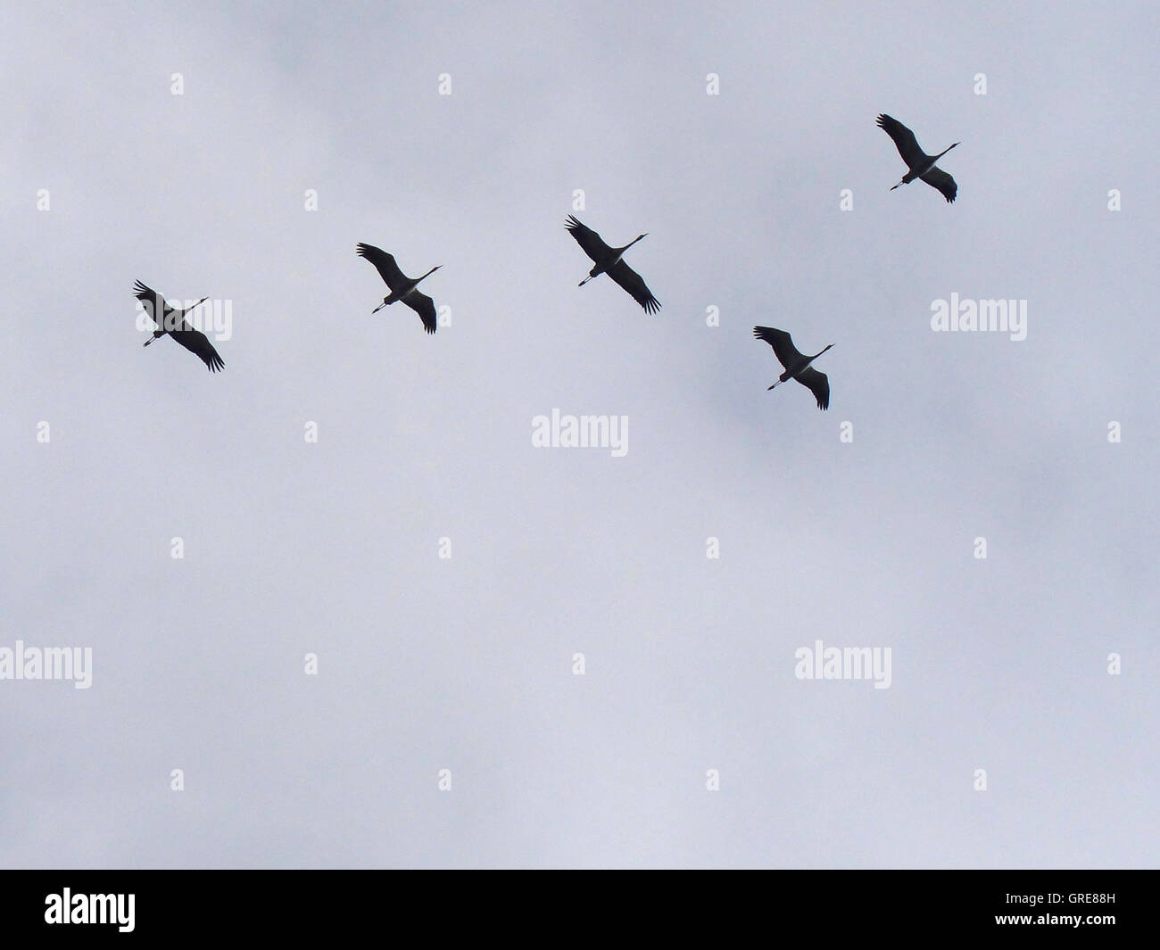 Flying cranes hi-res stock photography and images - Alamy