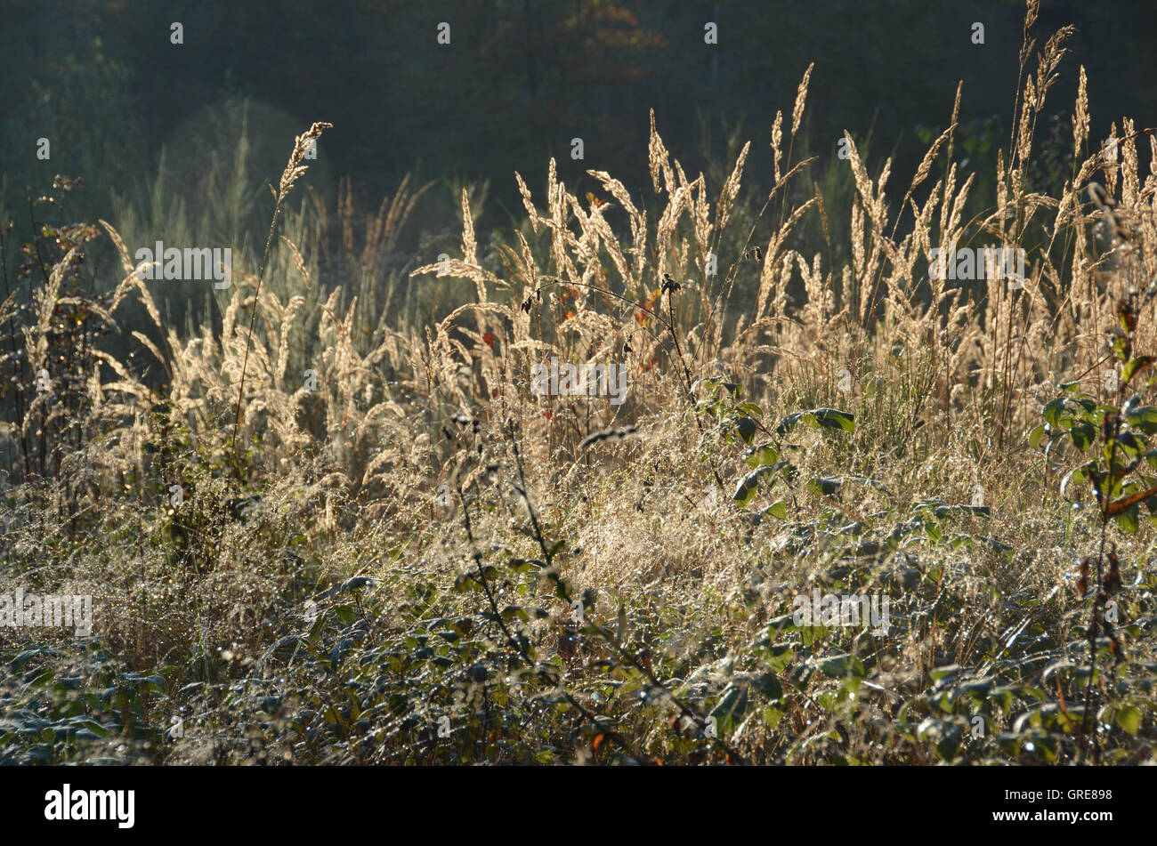 Magical Atmosphere High Resolution Stock Photography and Images - Alamy