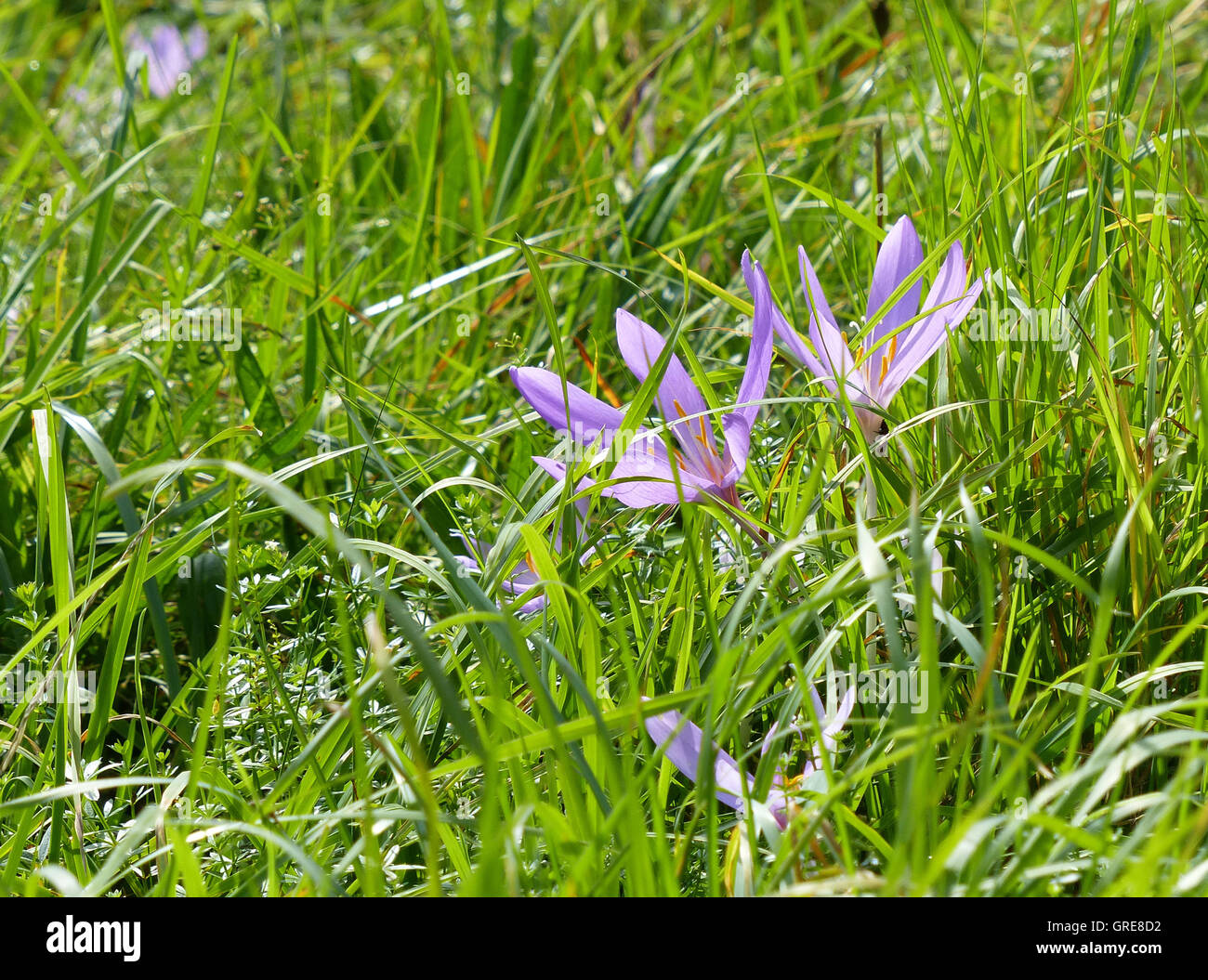 Meadow saffrons hi-res stock photography and images - Alamy