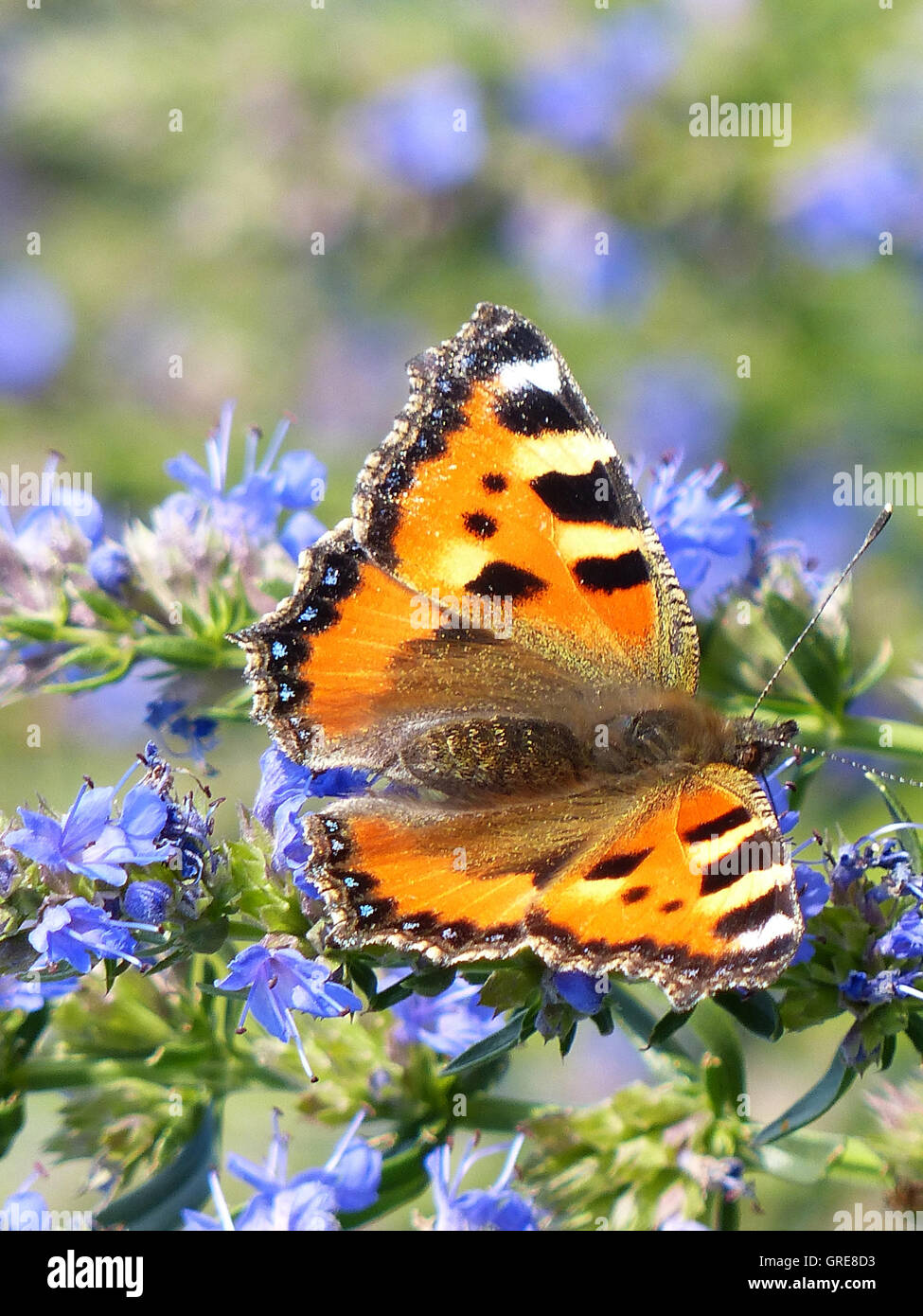 Tortoiseshells hi-res stock photography and images - Alamy