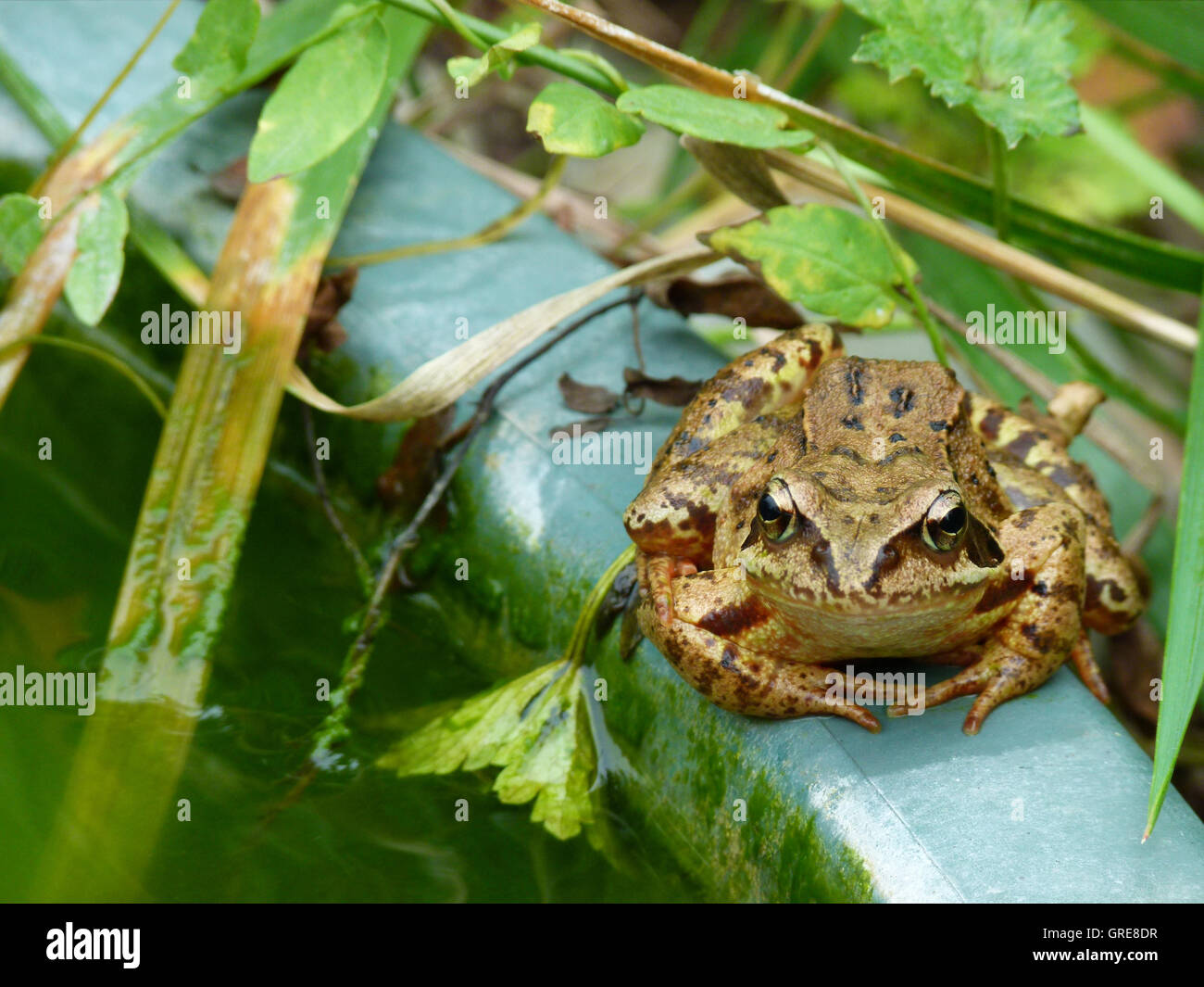 Frog habitats hi-res stock photography and images - Alamy