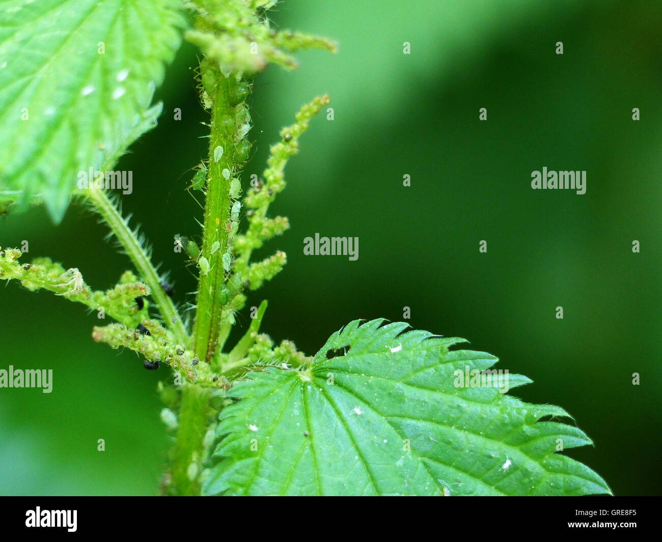 Plant lice hi-res stock photography and images - Alamy
