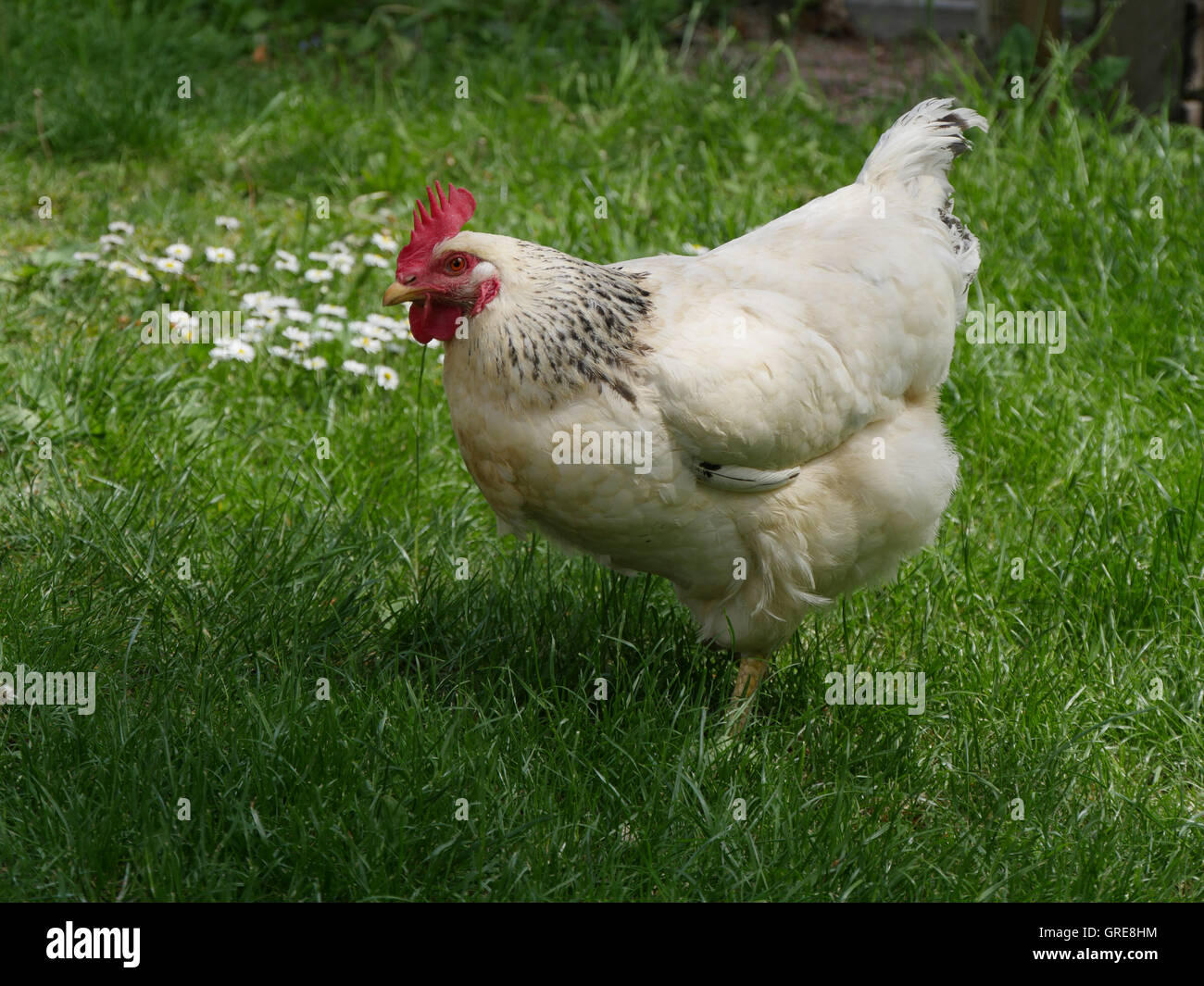 Sussex Light Hen Free-Range The Garden Stock Photo - Alamy