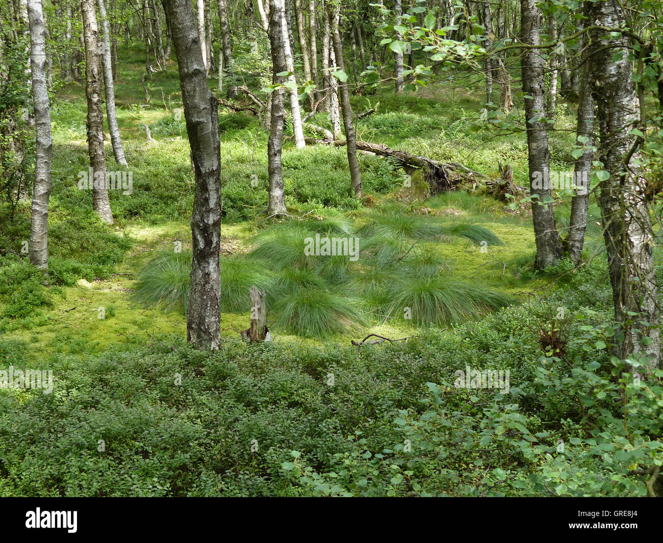 Bog forest hi-res stock photography and images - Alamy