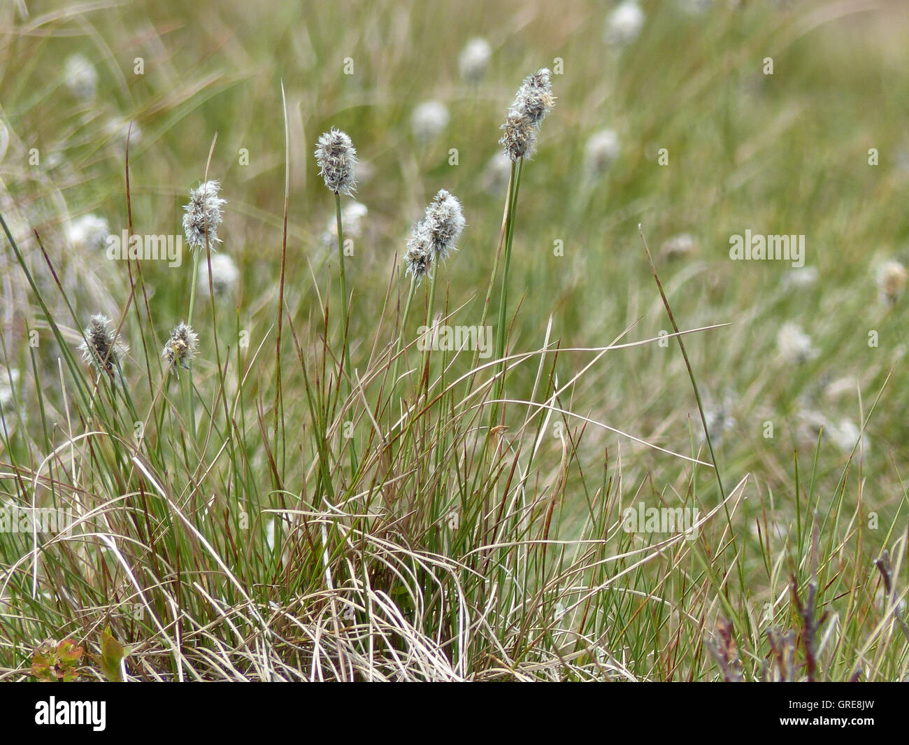 Moor Cotton Grass High Resolution Stock Photography and Images - Alamy