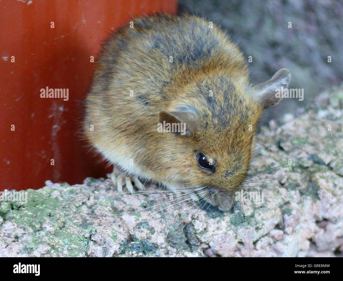 Shrew mouse hi-res stock photography and images - Alamy