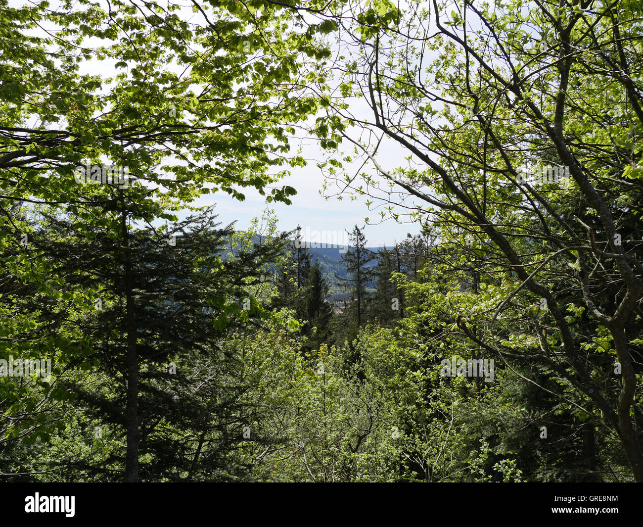 Black range state forest hi-res stock photography and images - Alamy