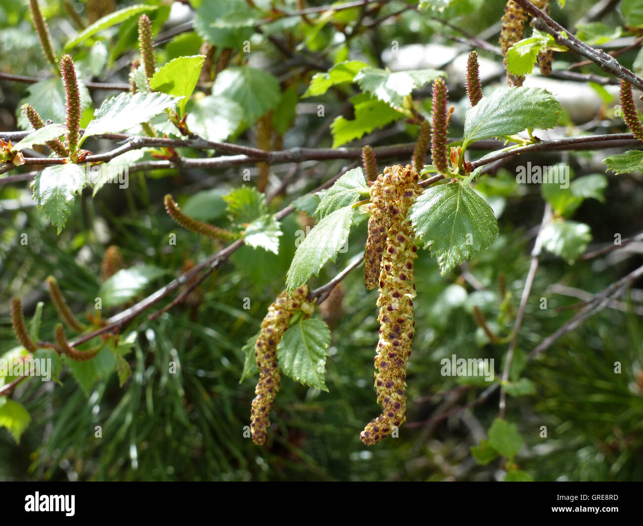 Birch Tree Blossom Stock Photo - Alamy