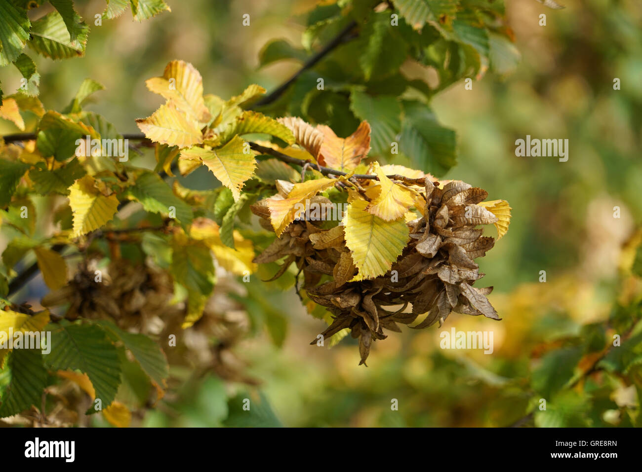 Beech_tree hi-res stock photography and images - Alamy