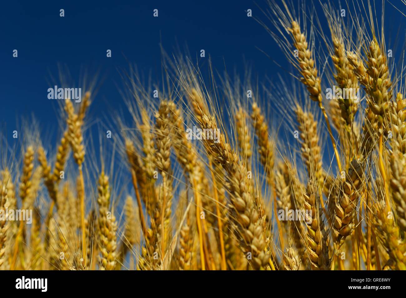 wheat field with blue sky in background Stock Photo - Alamy