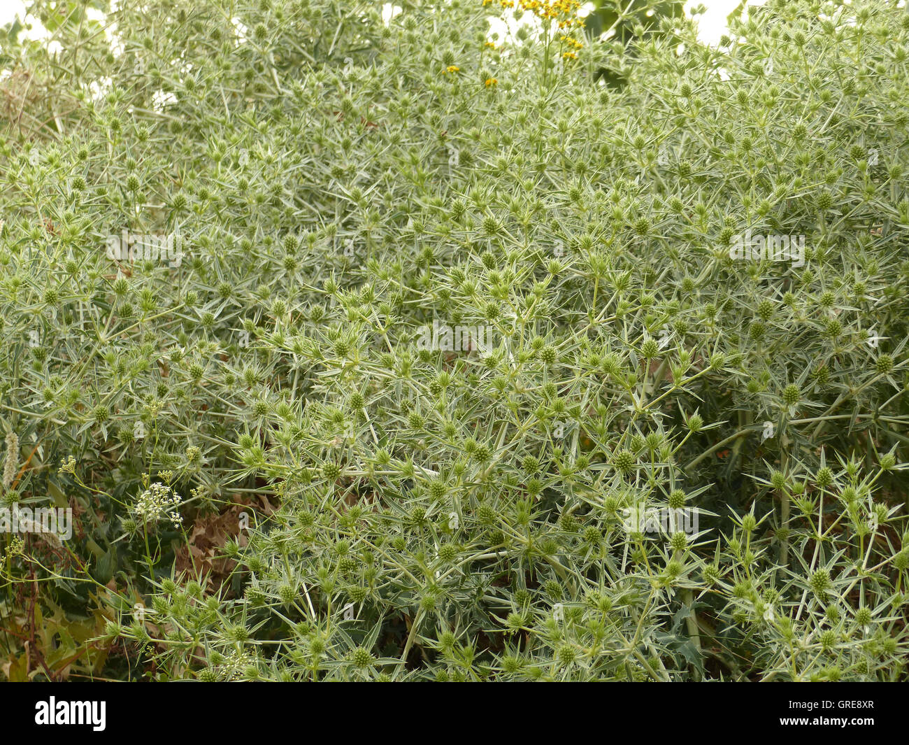 Countless hi-res stock photography and images - Alamy
