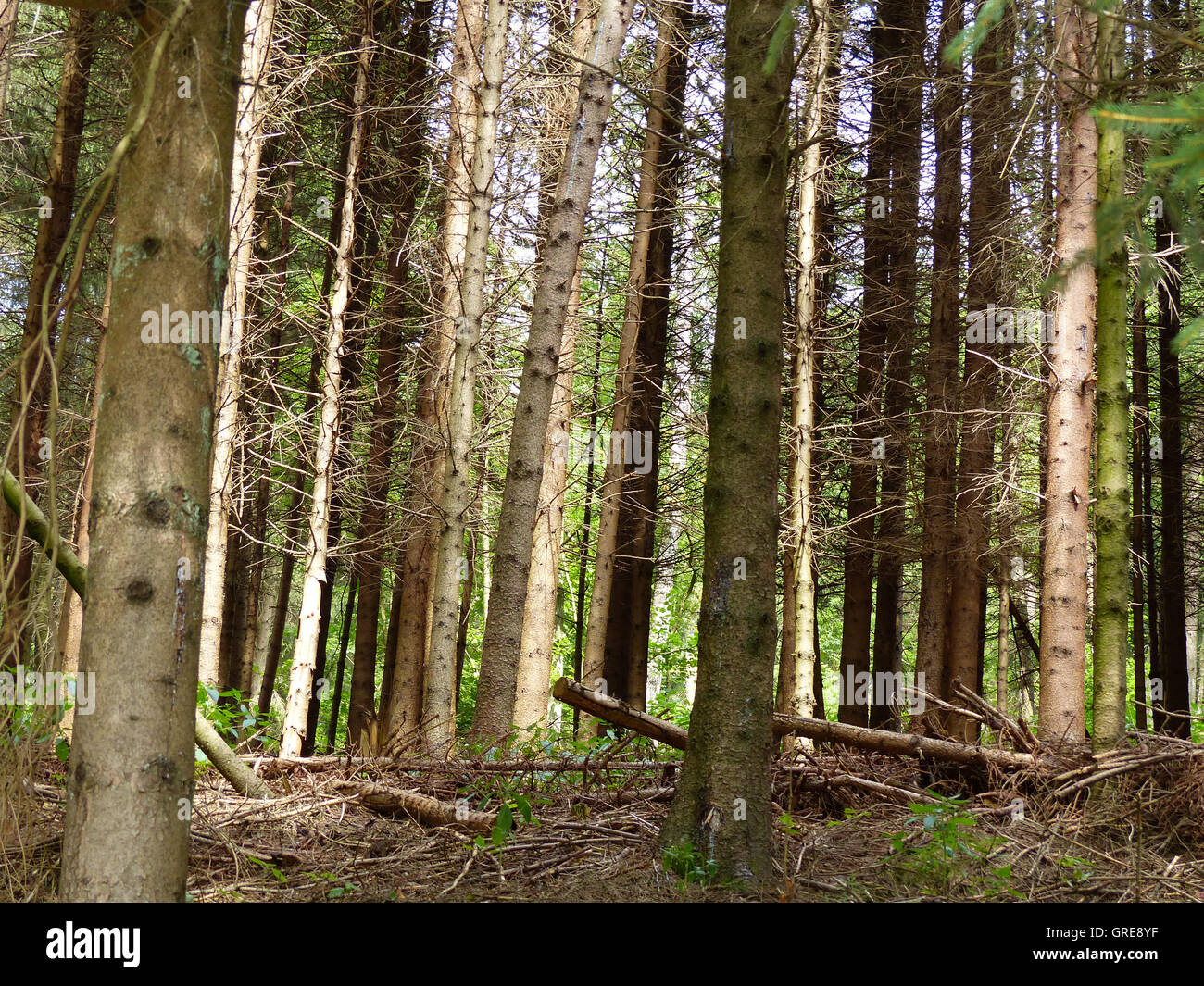Conifers trunks hi-res stock photography and images - Alamy