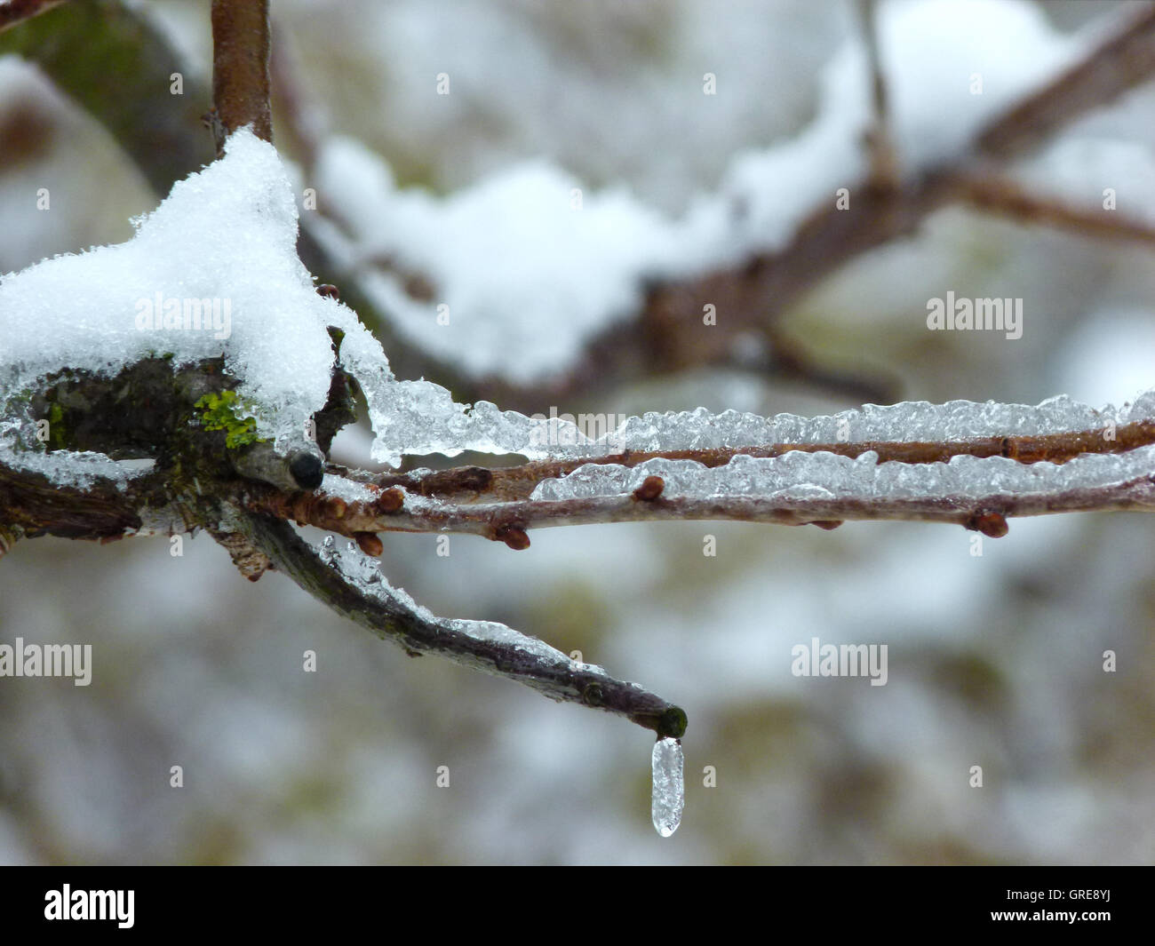 Snow And Ice On Branches Stock Photo - Alamy