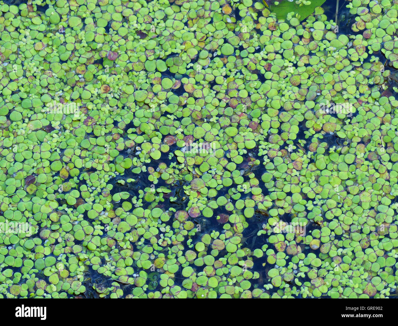 Small duckweed plants hi-res stock photography and images - Alamy