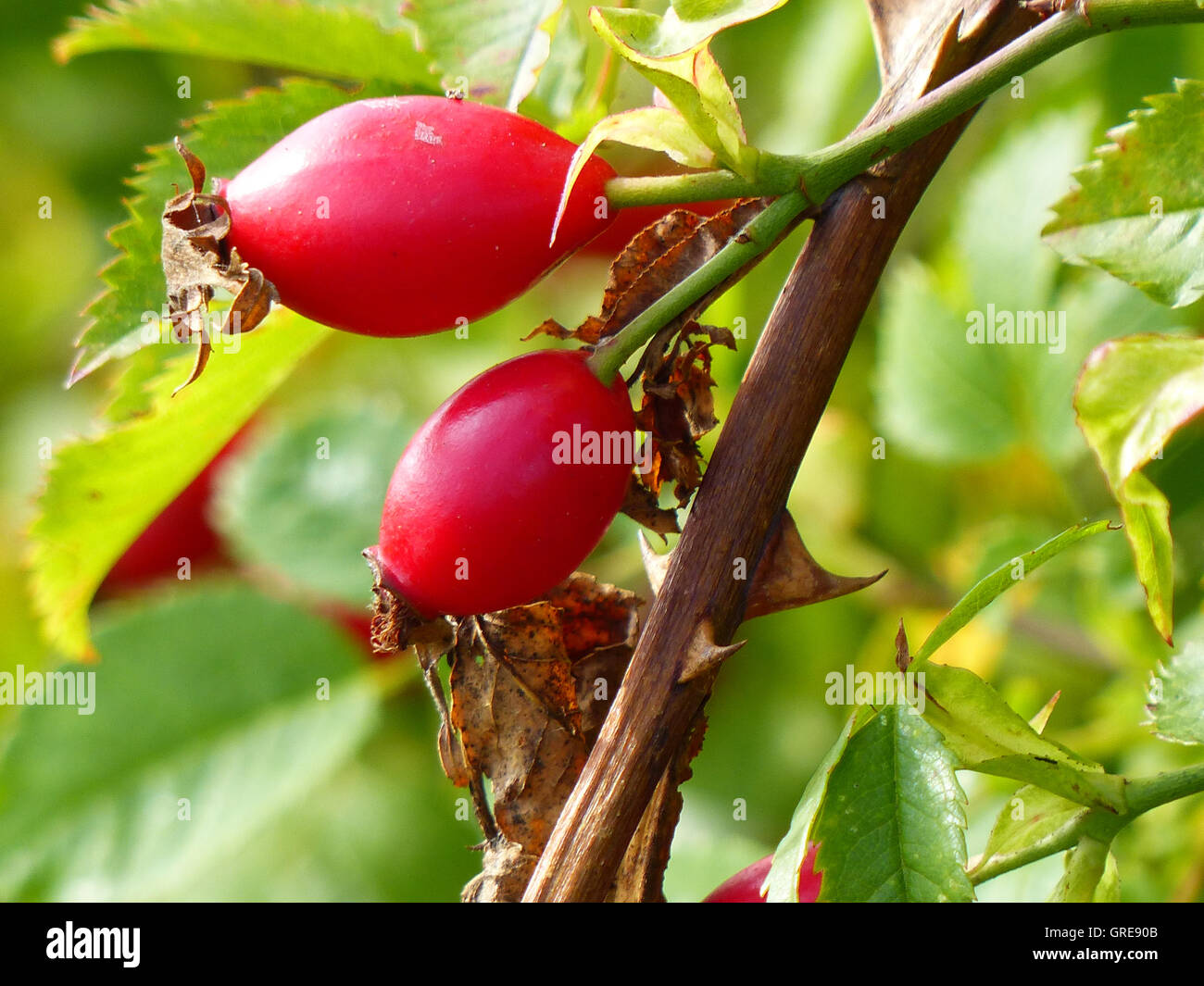 Red Rosehips On Wild Rose Bush Stock Photo - Alamy