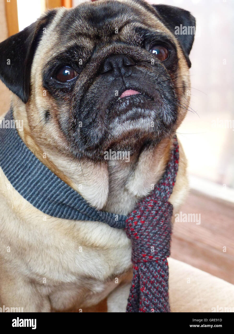 Pug Proudly Wears A Tie Stock Photo - Alamy