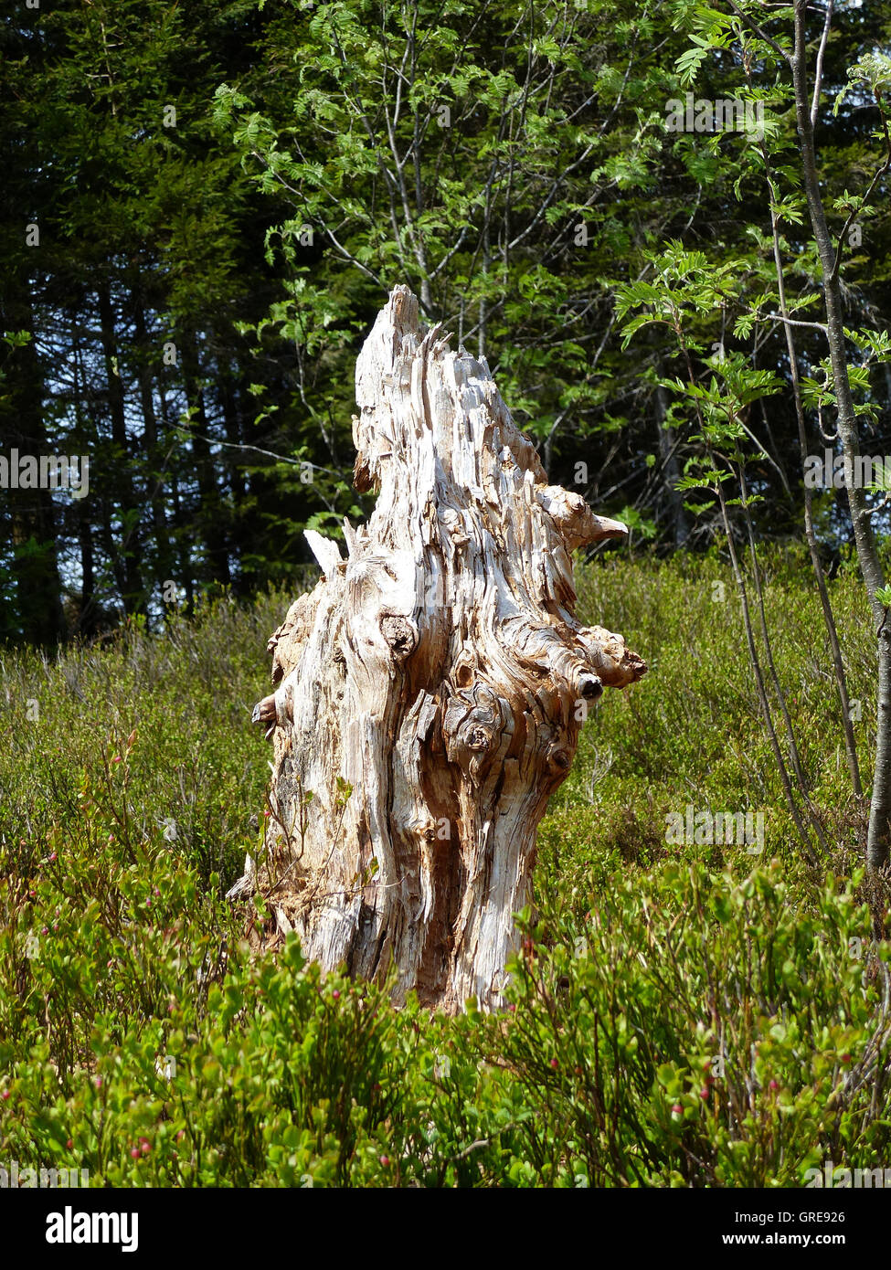 Bizarre creatures of nature hi-res stock photography and images - Alamy