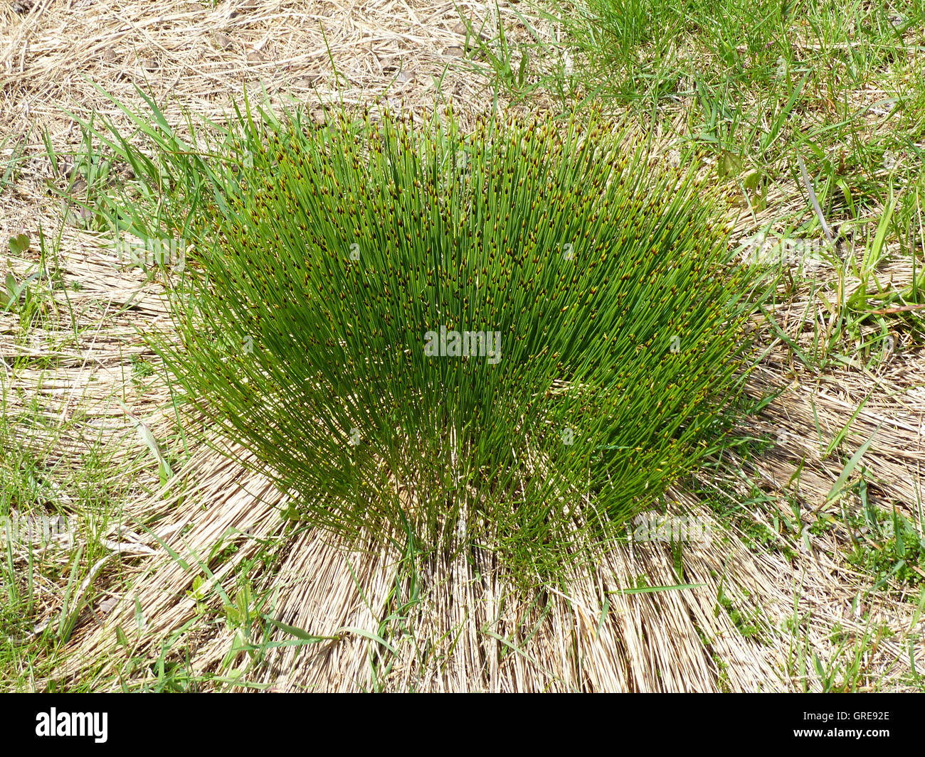 Fen plants hi-res stock photography and images - Alamy