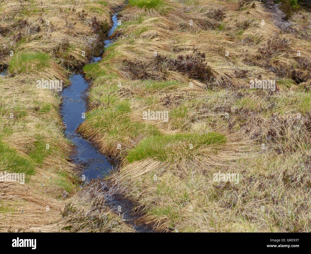 Moor forest hi-res stock photography and images - Alamy