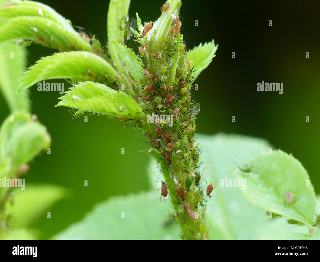 Vermins, Lice Infestation On Young Rose Leaves Stock Photo - Alamy