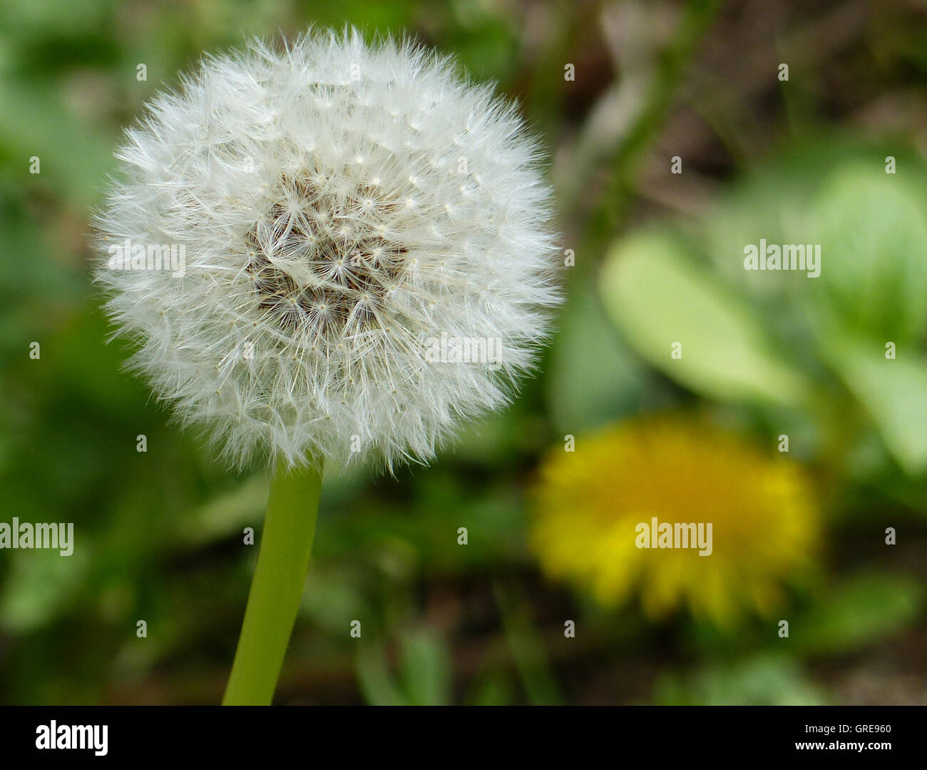 Dandelion And Blowball Stock Photo - Alamy