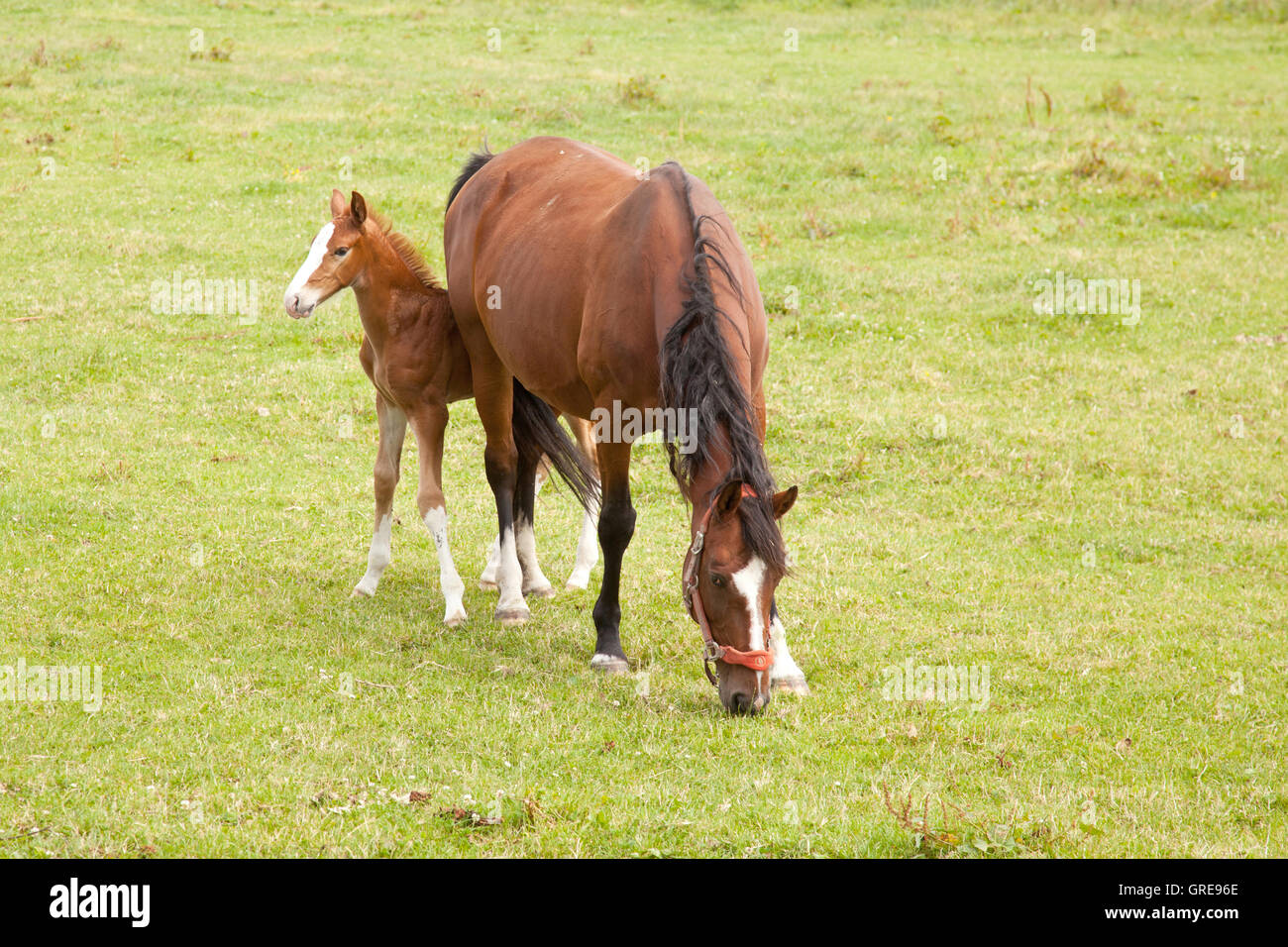 foal behind mare in meadow Stock Photo - Alamy