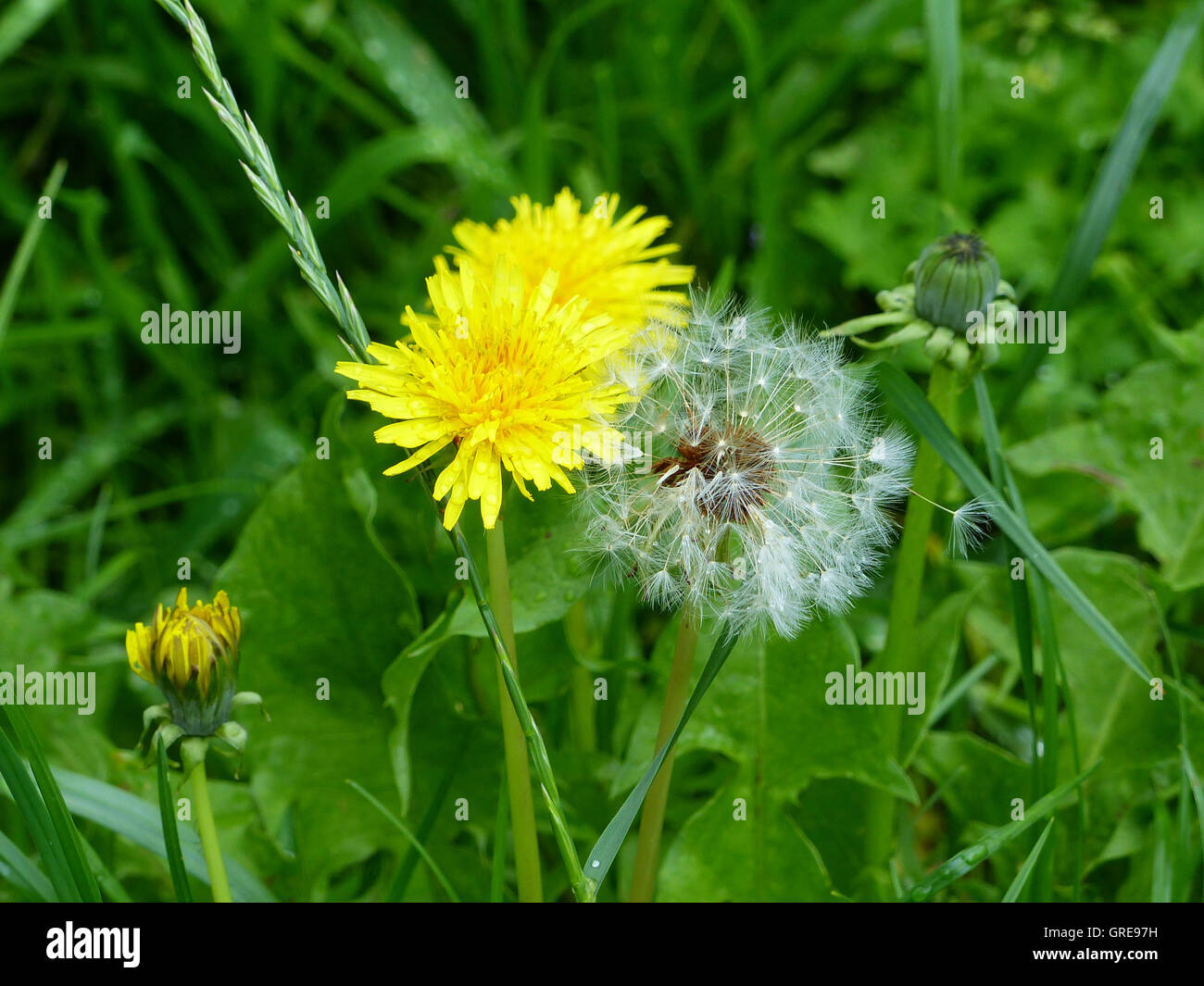 Dandelion And Blowball Stock Photo - Alamy