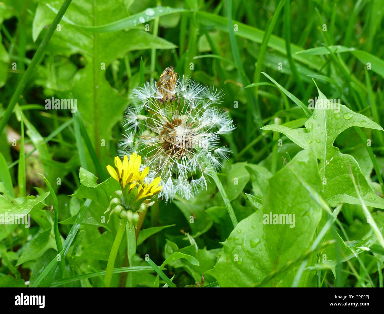 Withered dandelion seeds blowball hi-res stock photography and images ...