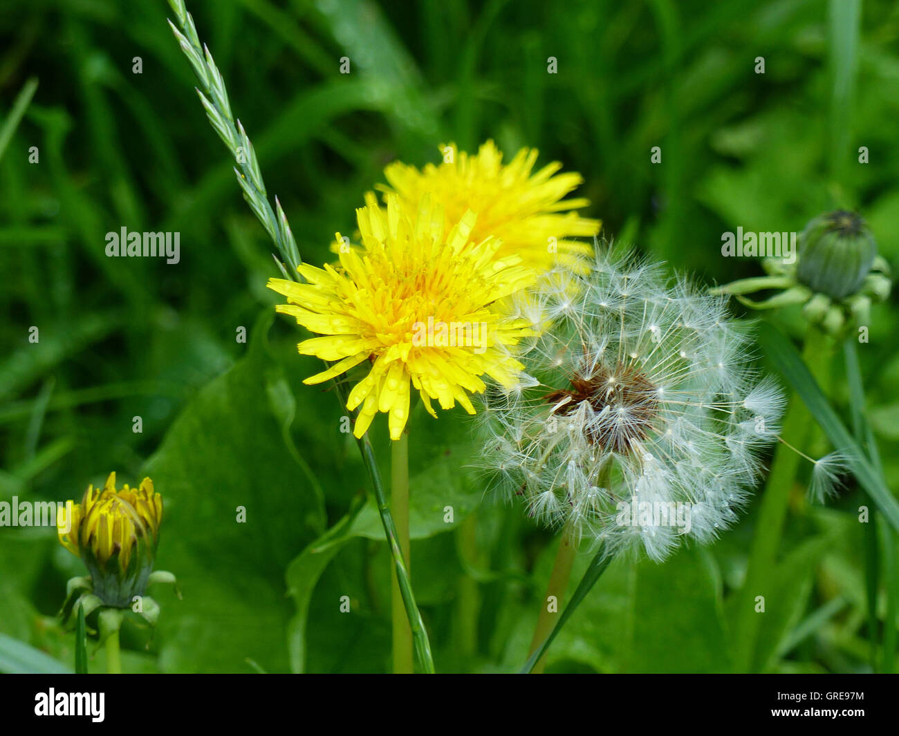 Dandelion And Blowball Stock Photo - Alamy
