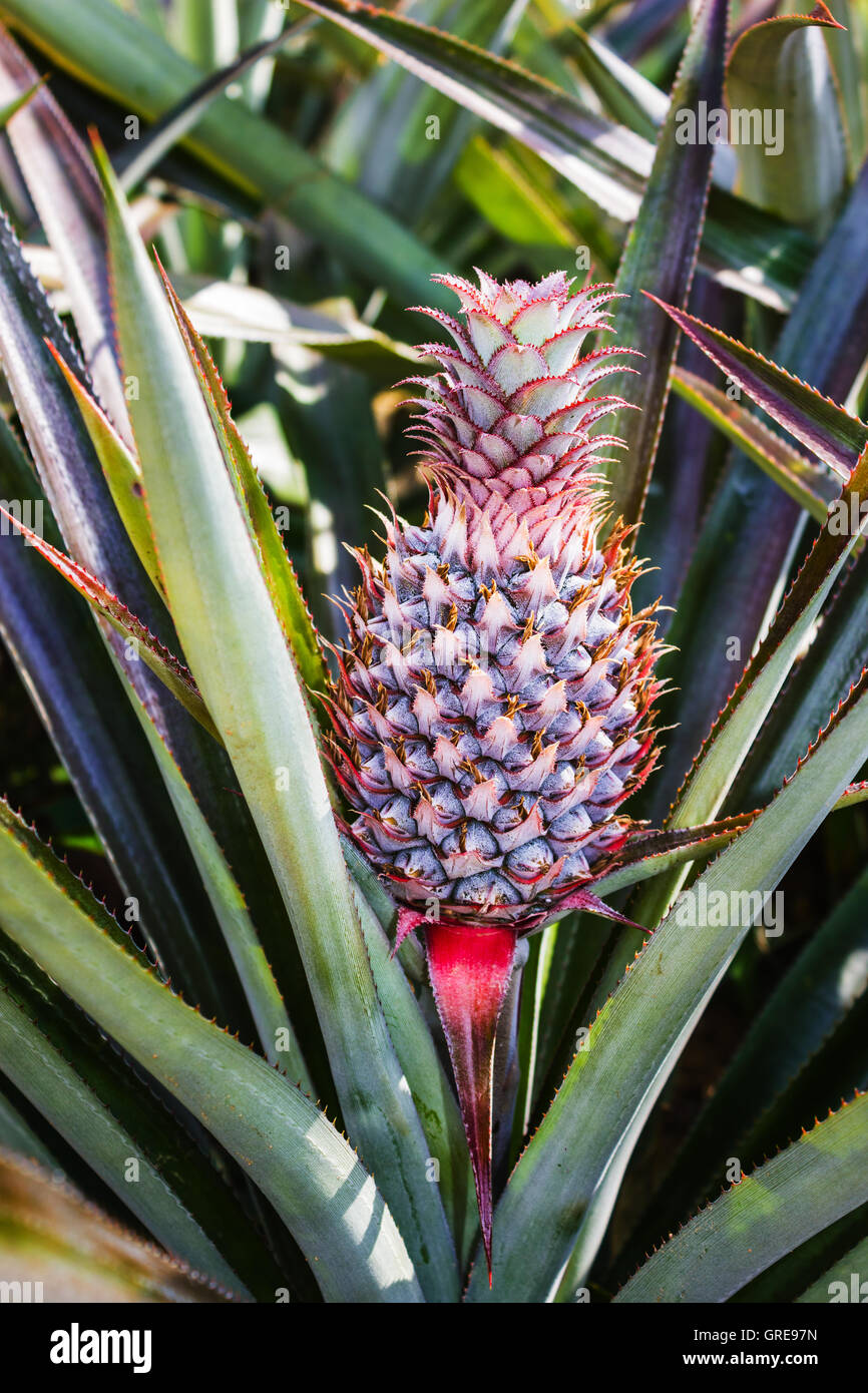 Pineapple bush hi-res stock photography and images - Alamy