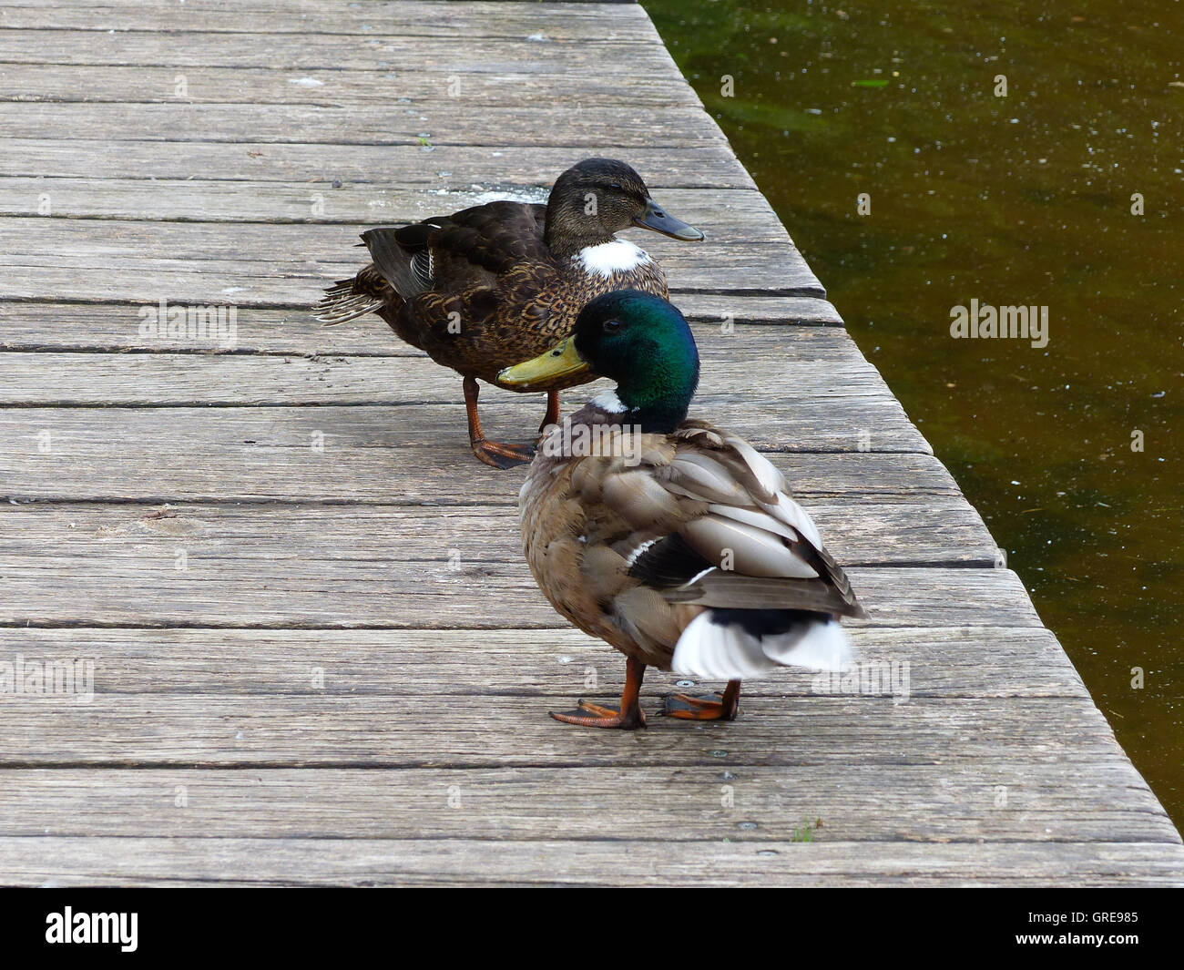 Female mallard duck stand hi-res stock photography and images - Alamy